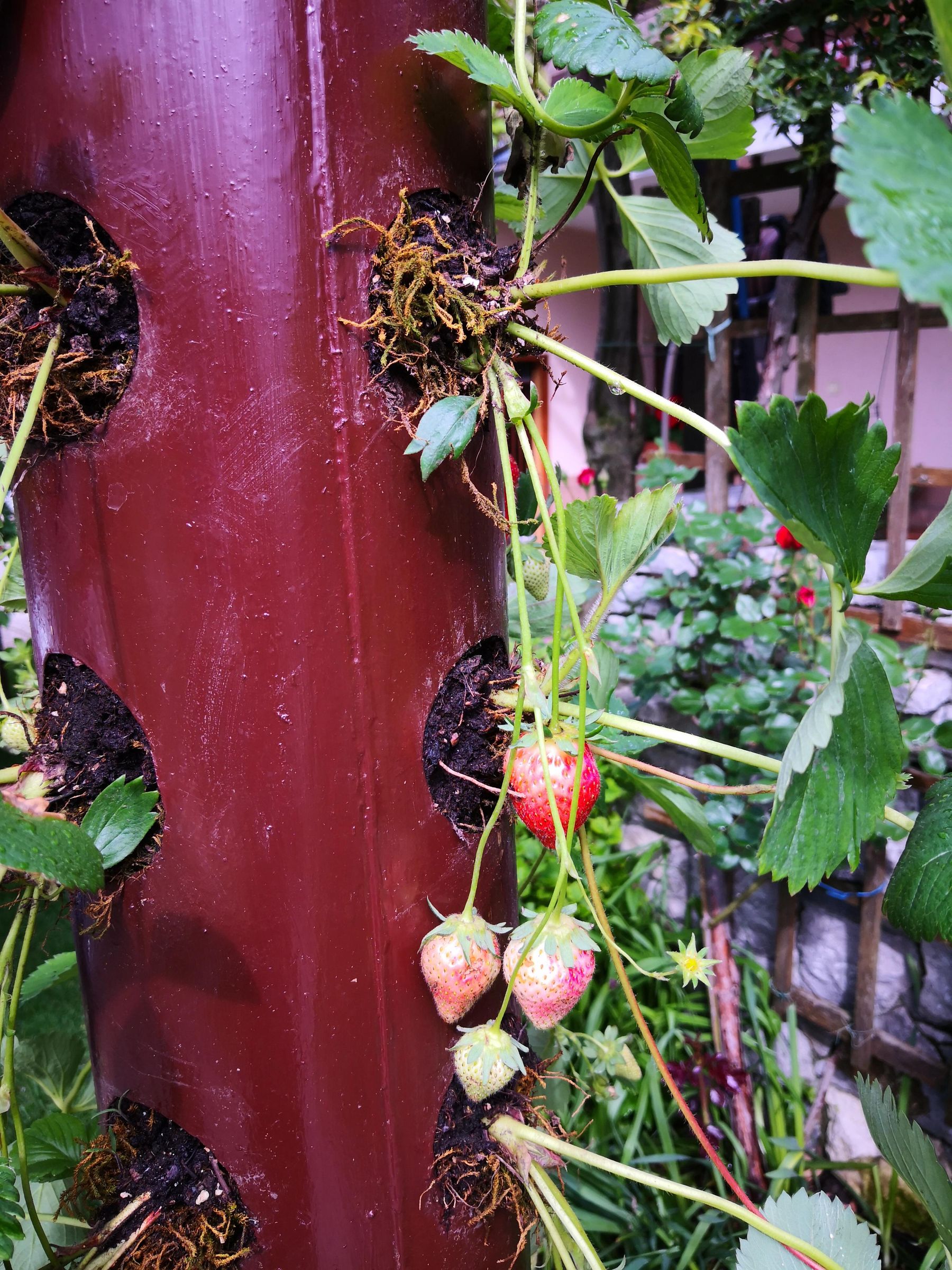 Solar Powered Rotating Strawberry Tower : 13 Steps (with Pictures ...