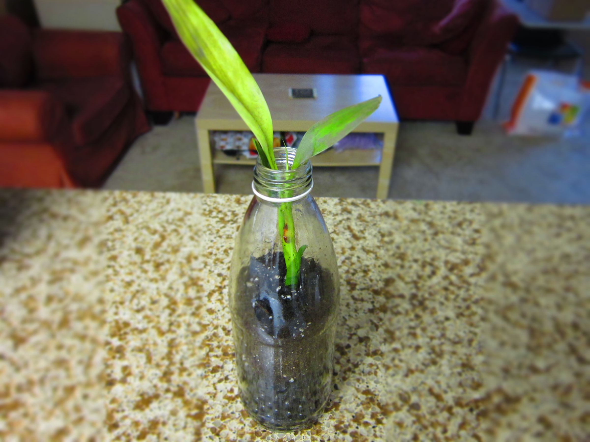 Repurposed Bottle Terrarium : 5 Steps - Instructables