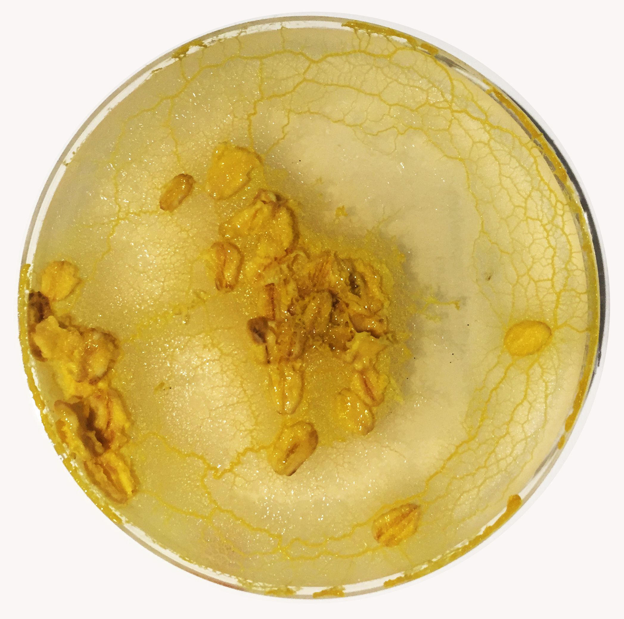 How to Grow SLIME MOLD : 9 Steps (with Pictures) - Instructables