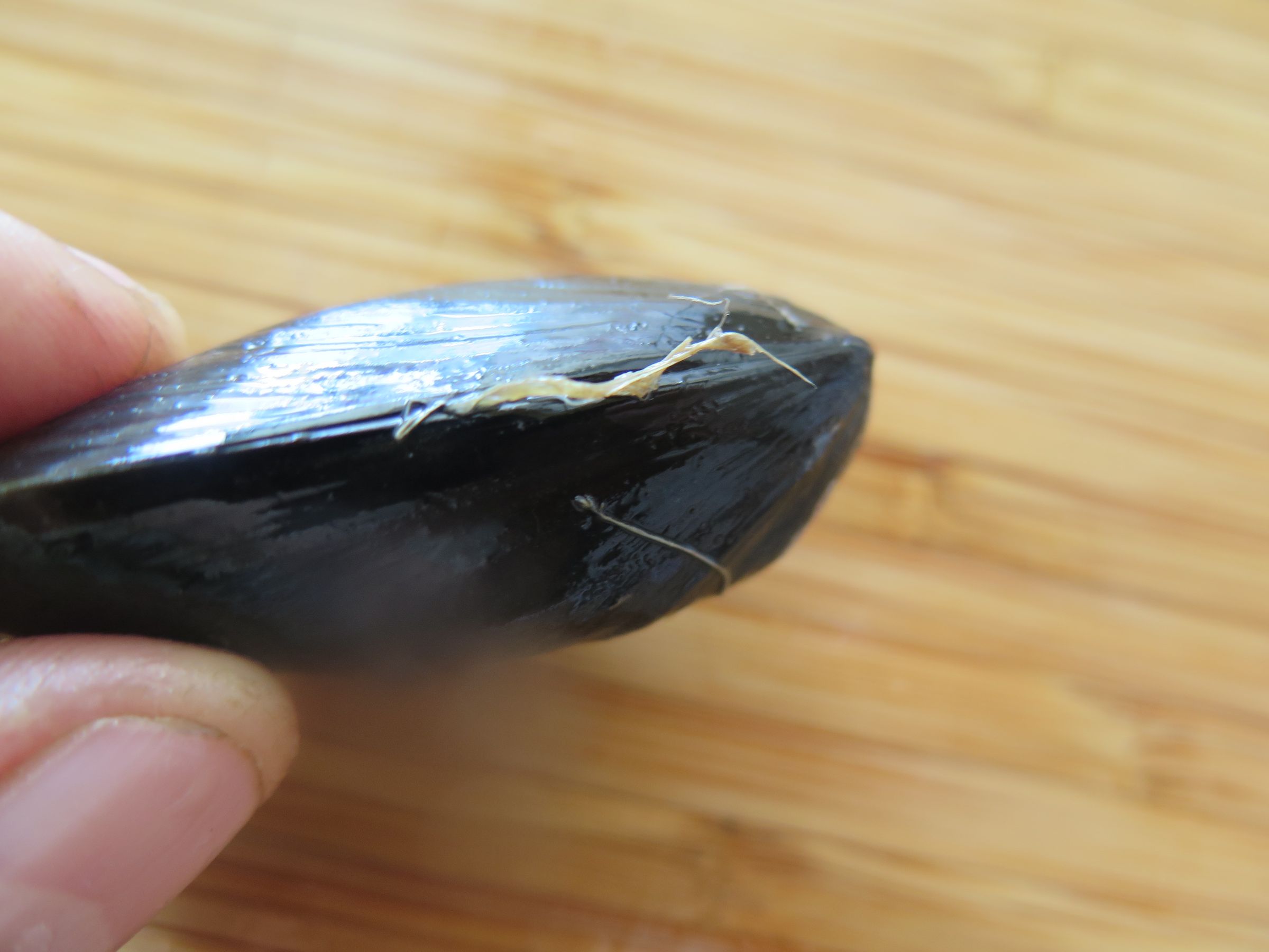 How to Harvest and Cook Mussels : 4 Steps - Instructables