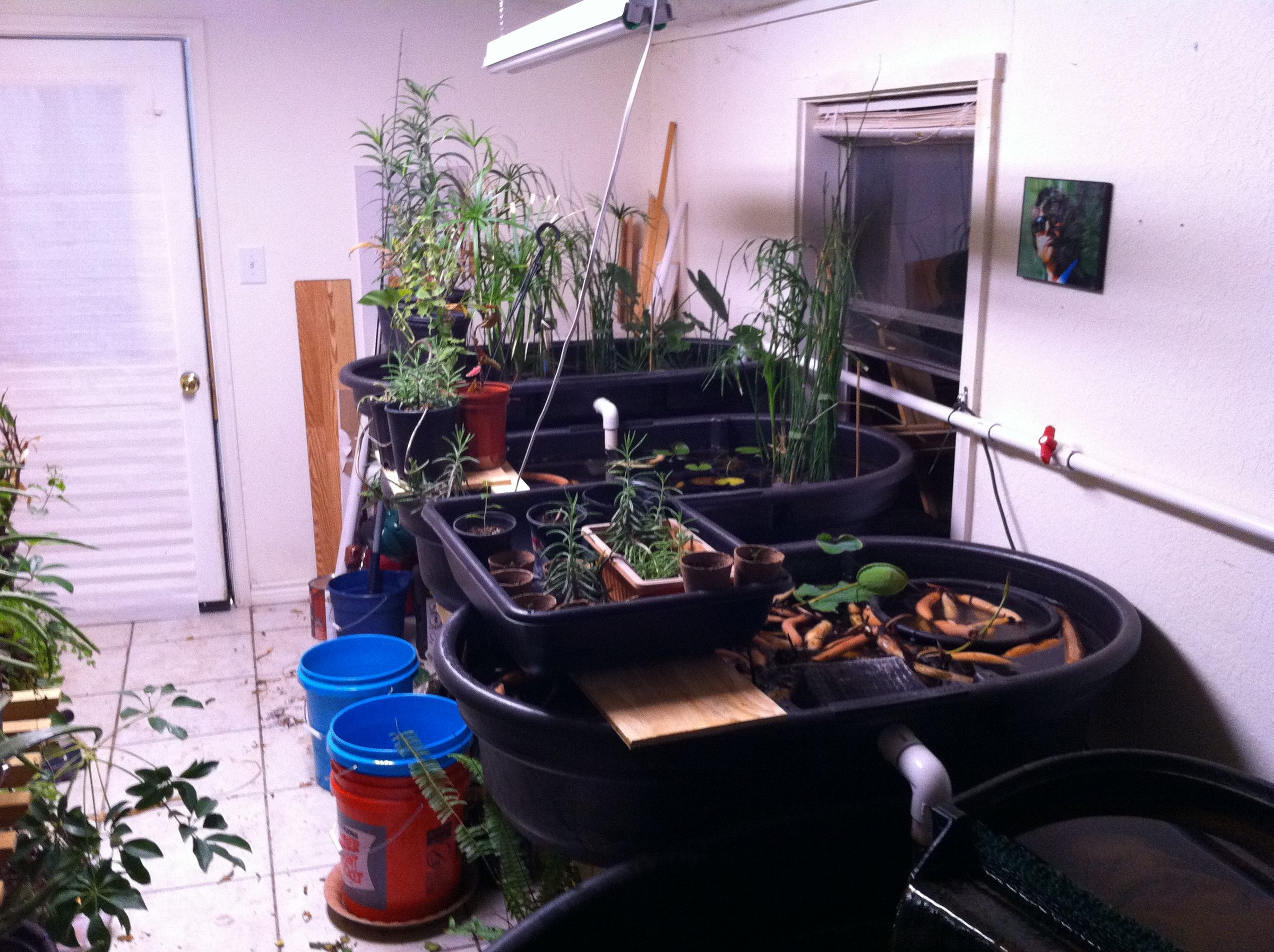 Build a Vertical Aquaponic Veggie & Fish Farm for Small Yards & Houses ...