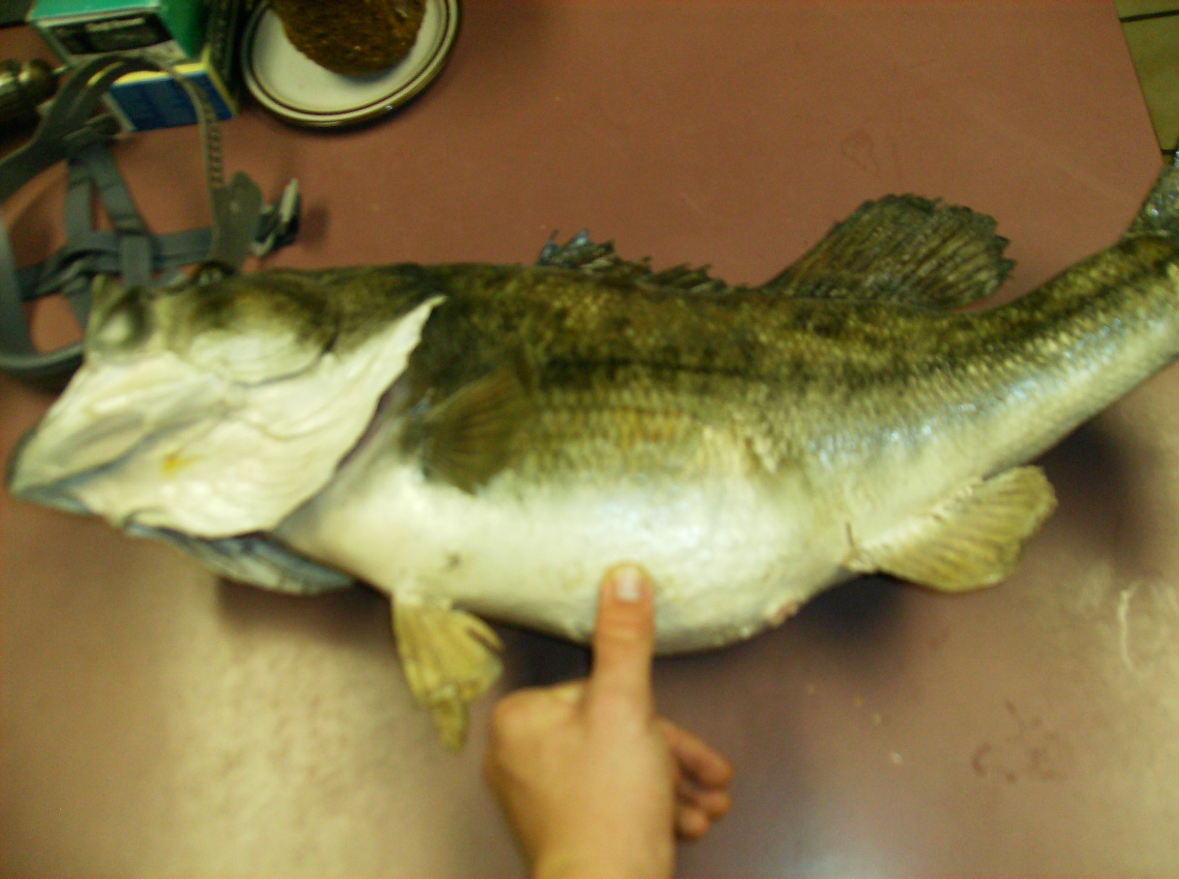 The Taxidermied Fish Helmet! : 5 Steps (with Pictures) - Instructables