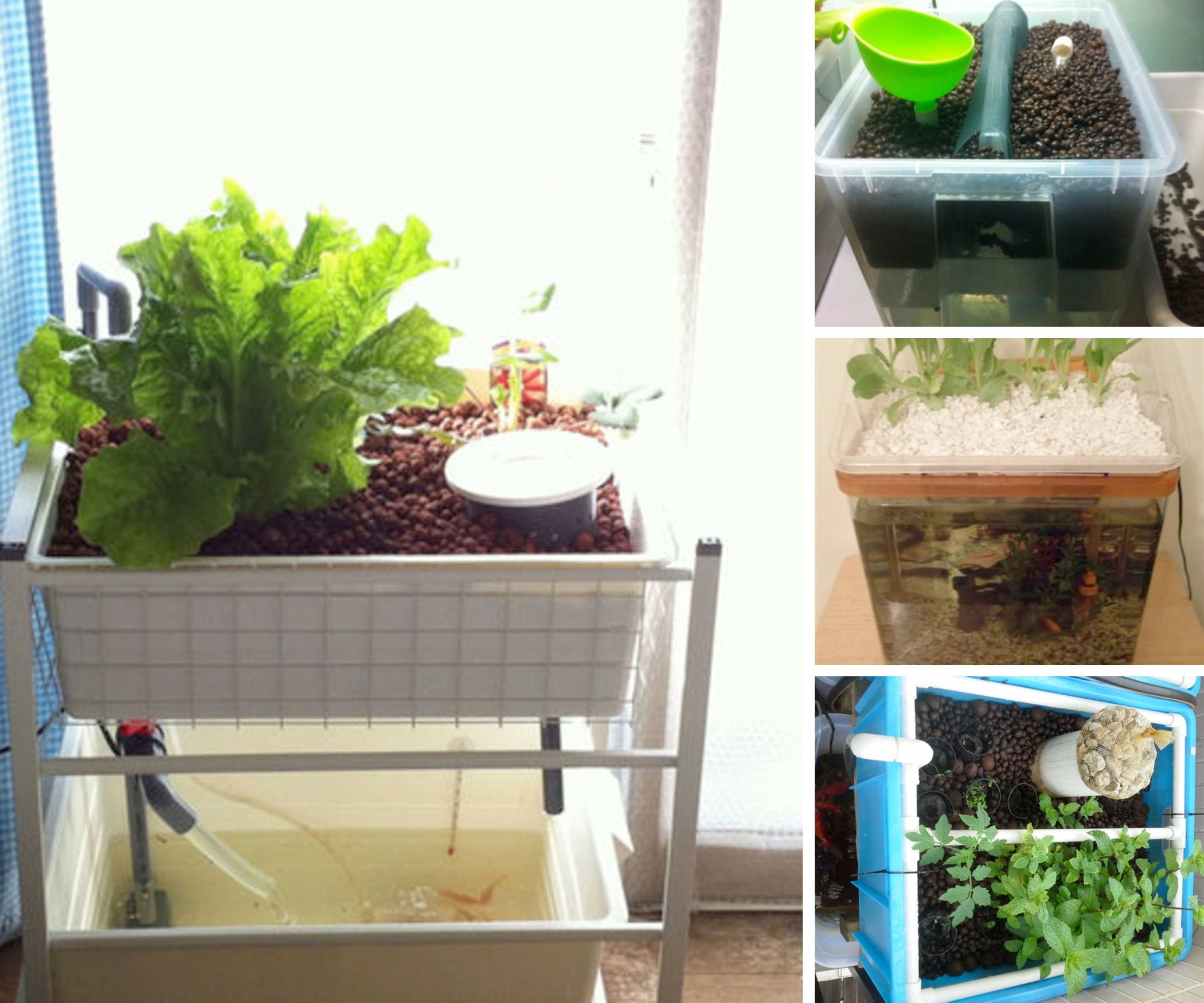 Aquaponics - Instructables