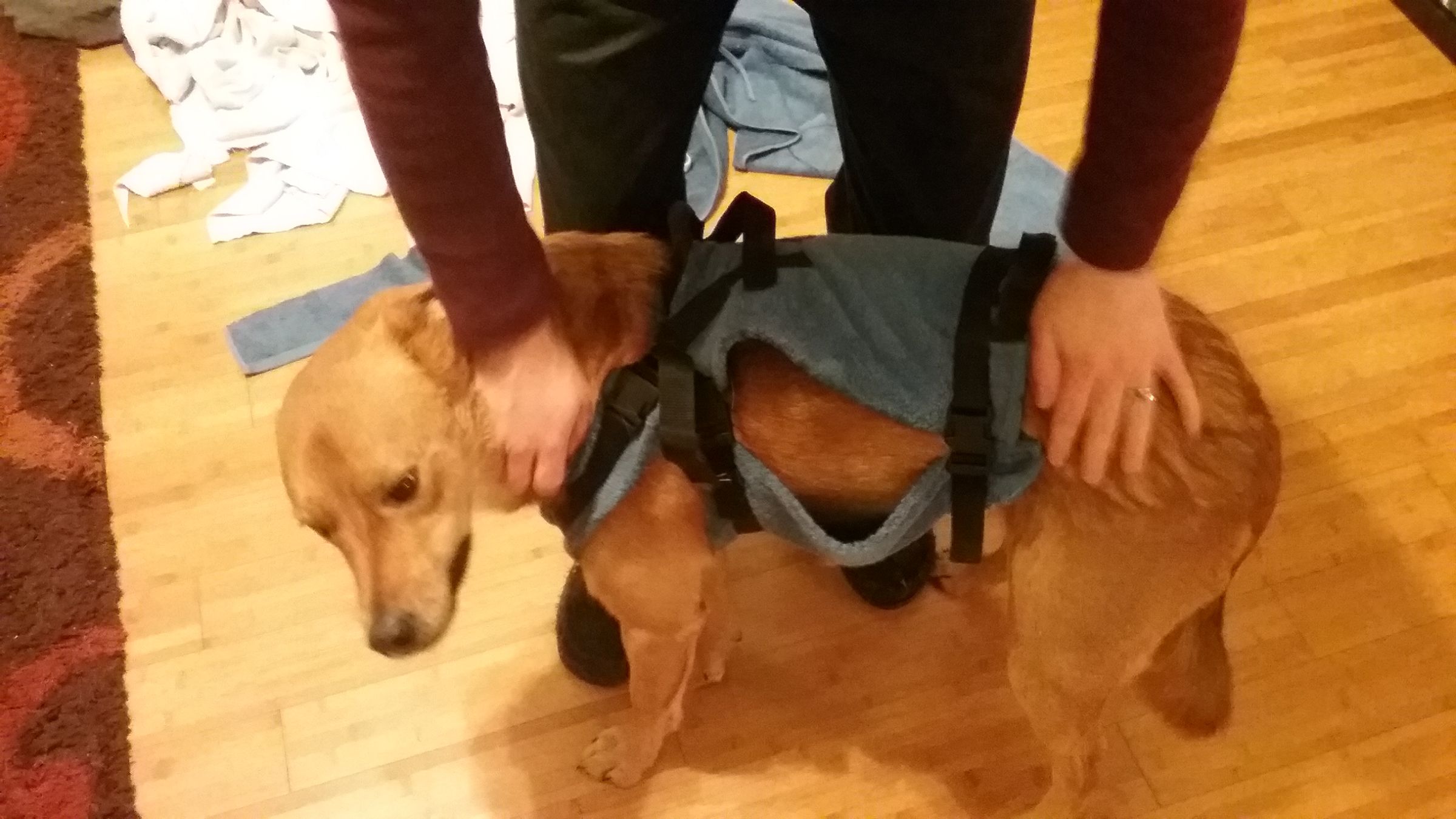 DIY Dog Mobility Harness for Under $15 : 7 Steps (with Pictures ...