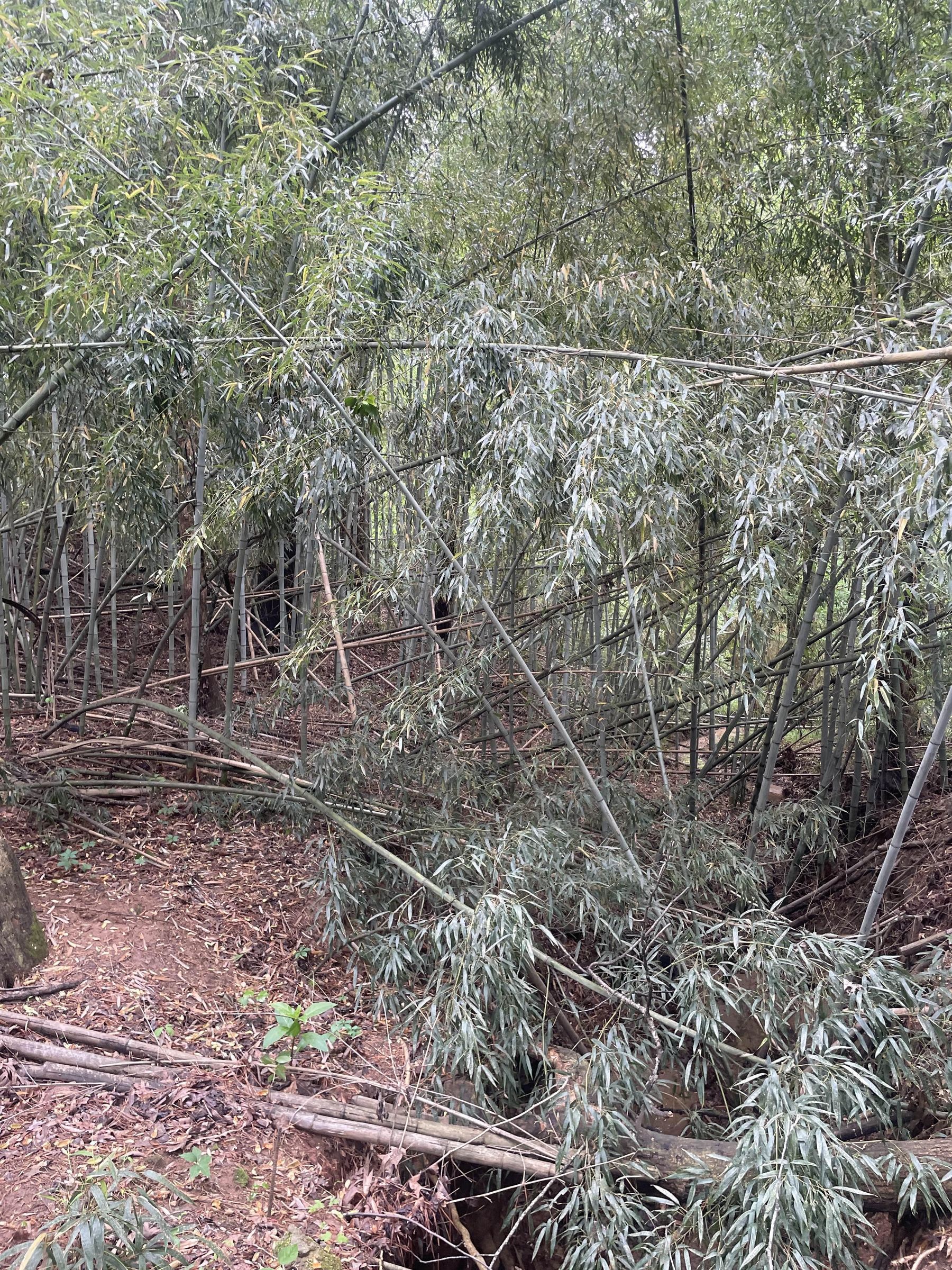 Customizable Sustainable Bamboo Shelter With Lashings : 13 Steps (with ...