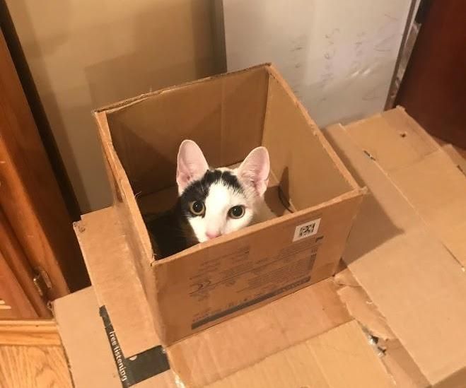 Cardboard Cat Box Surprise : 3 Steps - Instructables