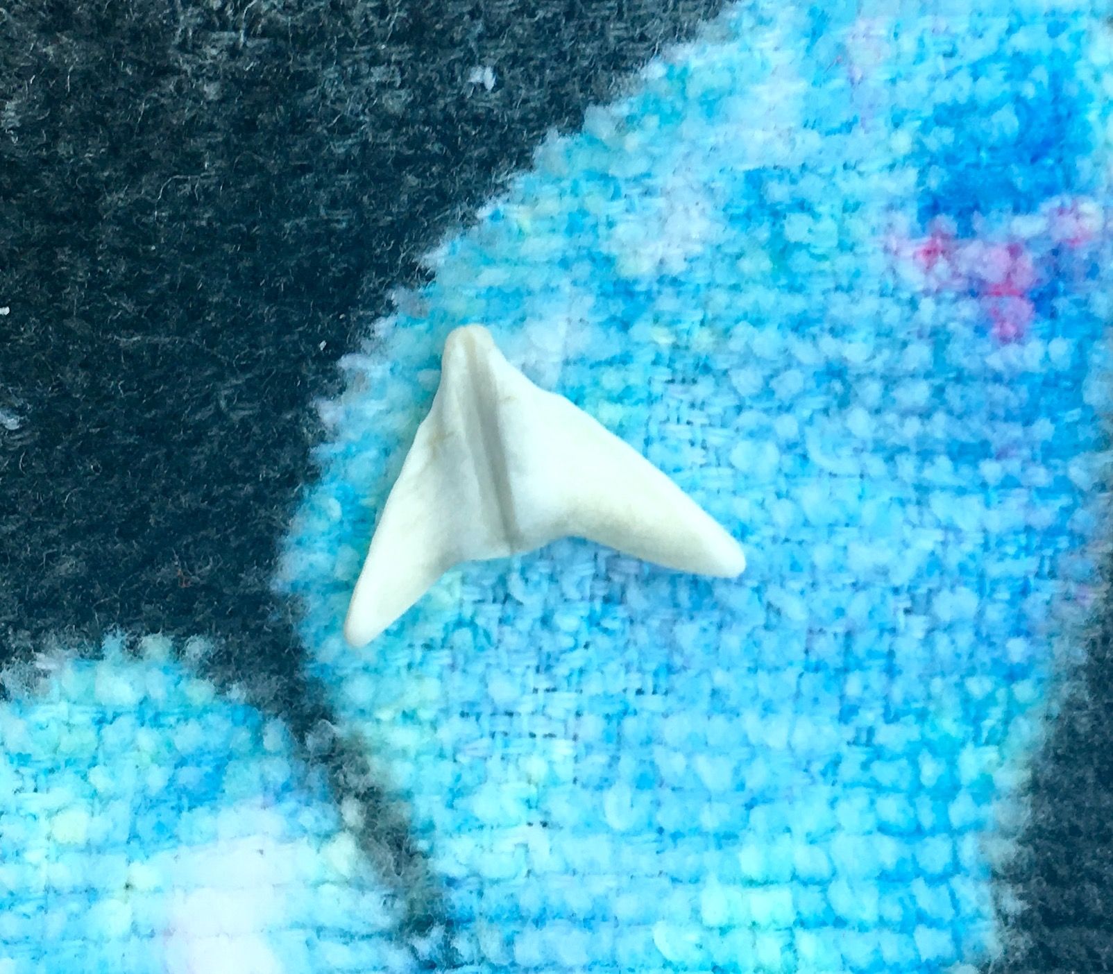 How to Find Shark Teeth : 10 Steps (with Pictures) - Instructables