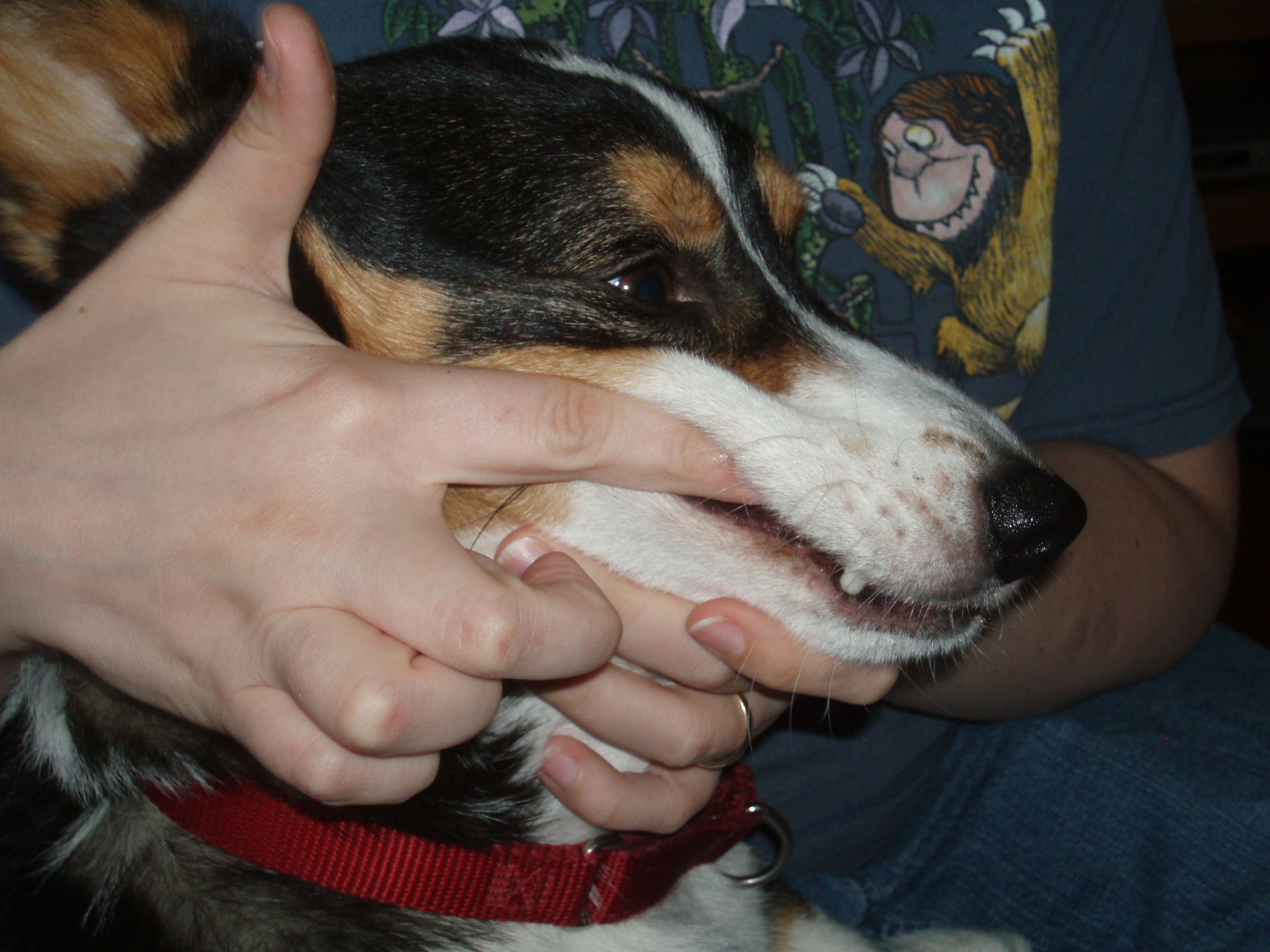 How to Brush Your Dog's Teeth : 5 Steps (with Pictures) - Instructables