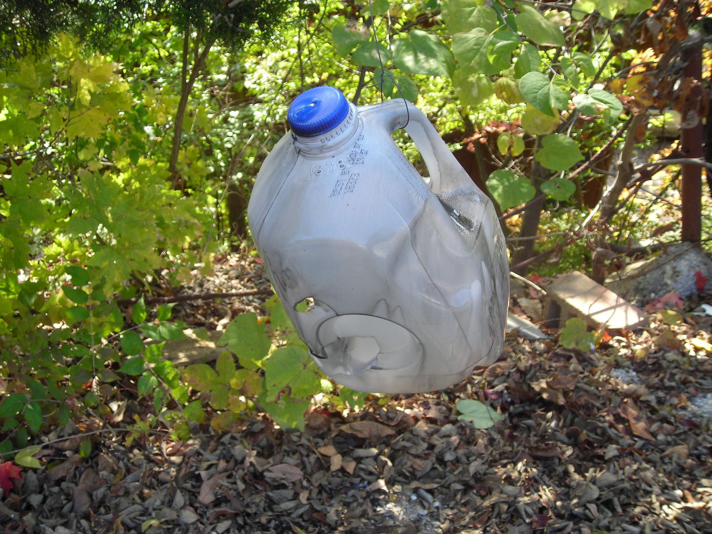 Milk Jug Jack O Lantern Ideas Gorgeous Glowing Halloween Lantern