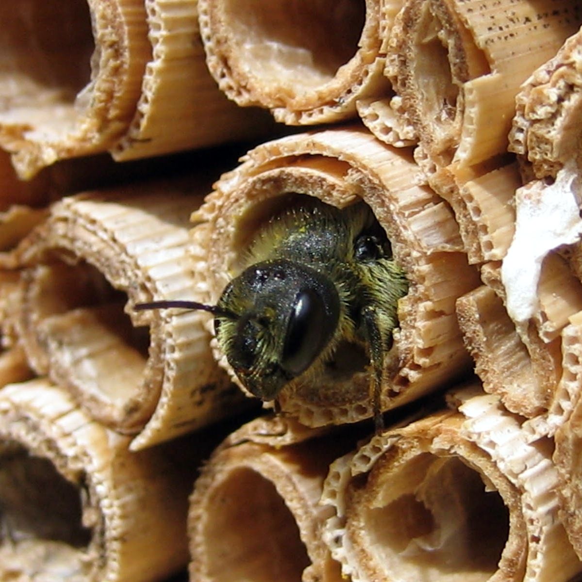 Solitary Bee Habitat : 6 Steps (with Pictures) - Instructables