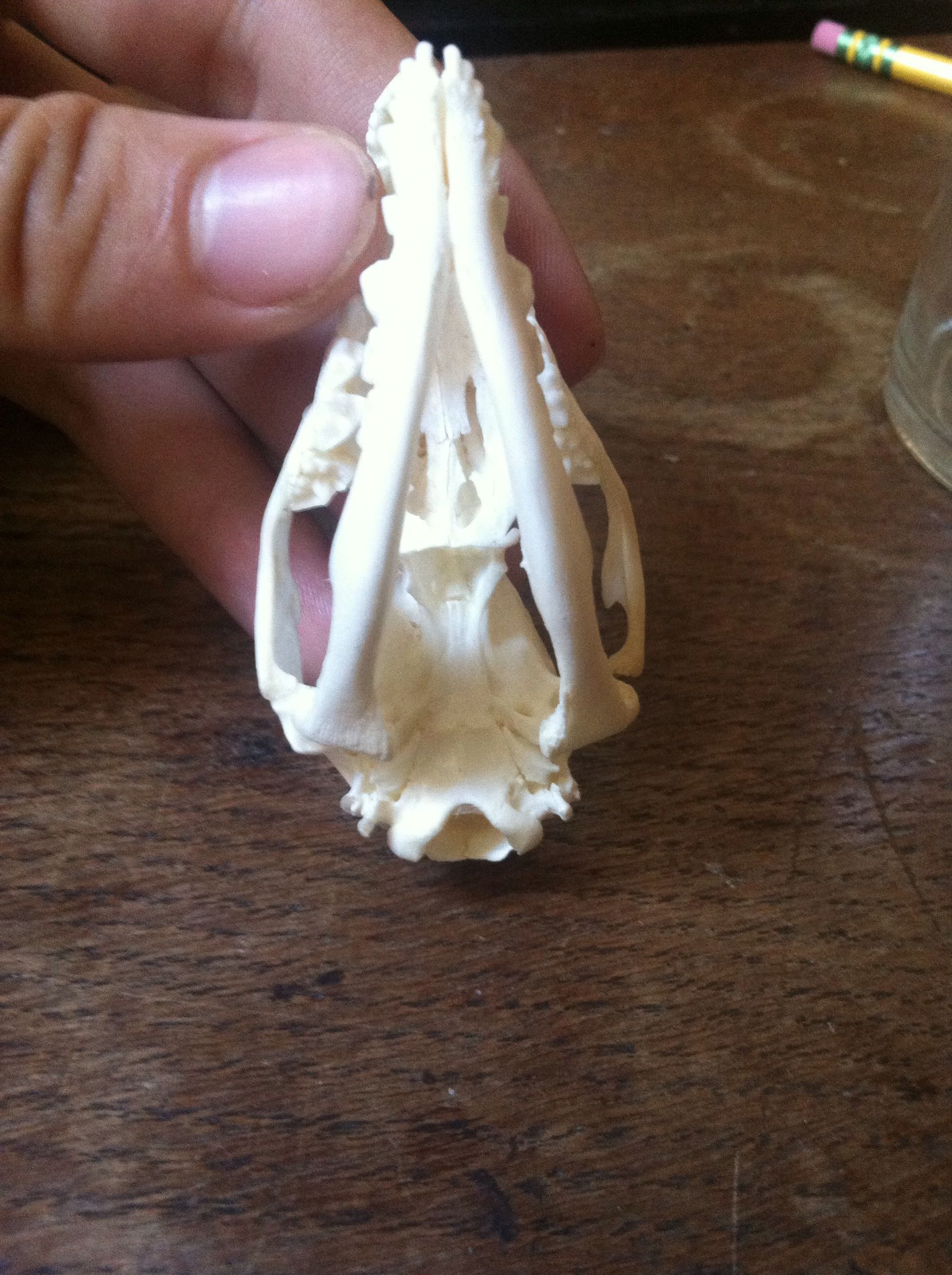 Preserve Your Own Animal Skull : 11 Steps (with Pictures) - Instructables