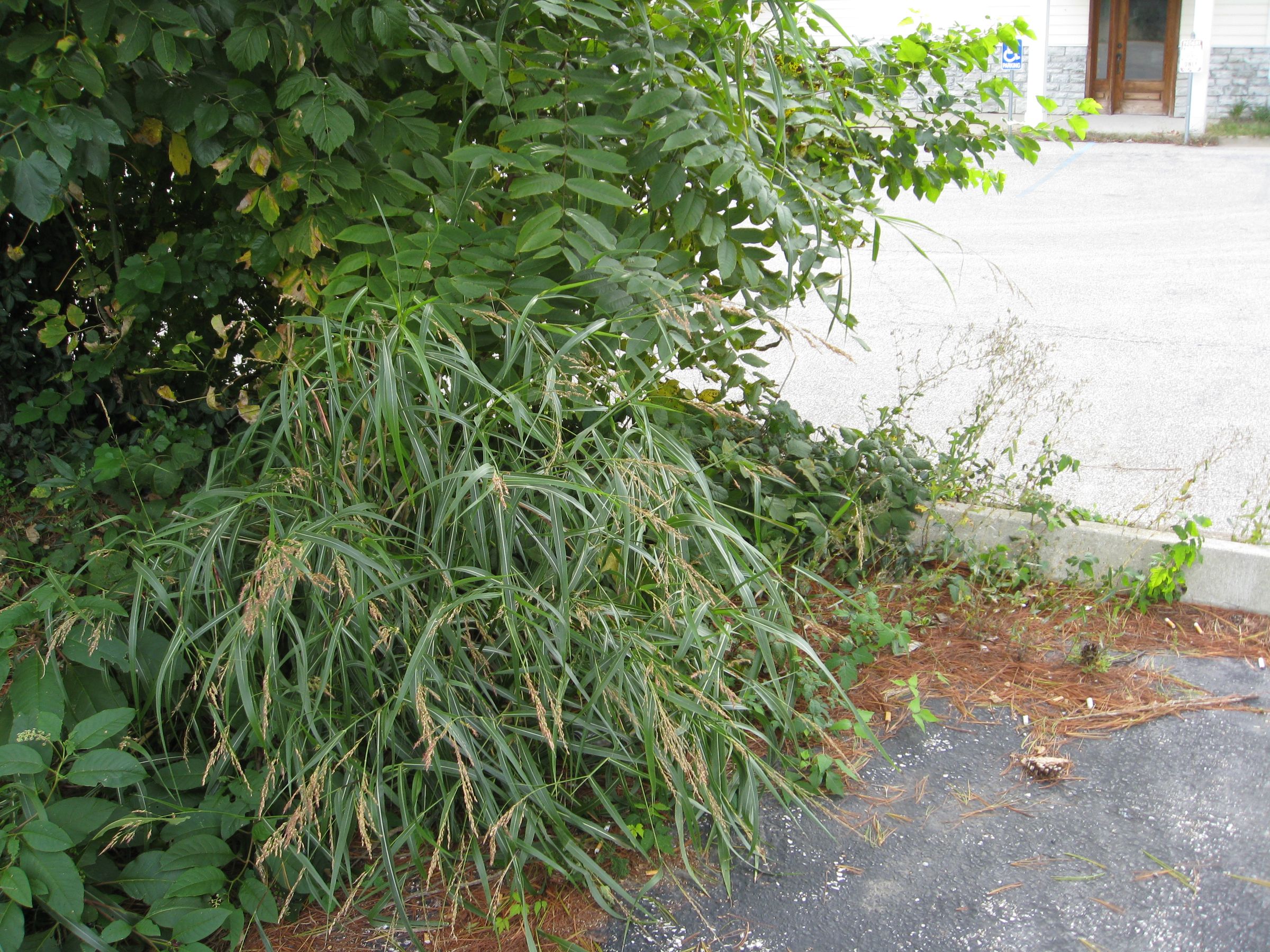 Making a Seed Bomb With Native Plants : 7 Steps - Instructables