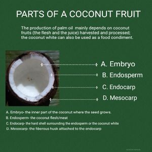6 Easy Steps on How to Make a DIY Superbowl Out of Coconut Shells : 11 ...