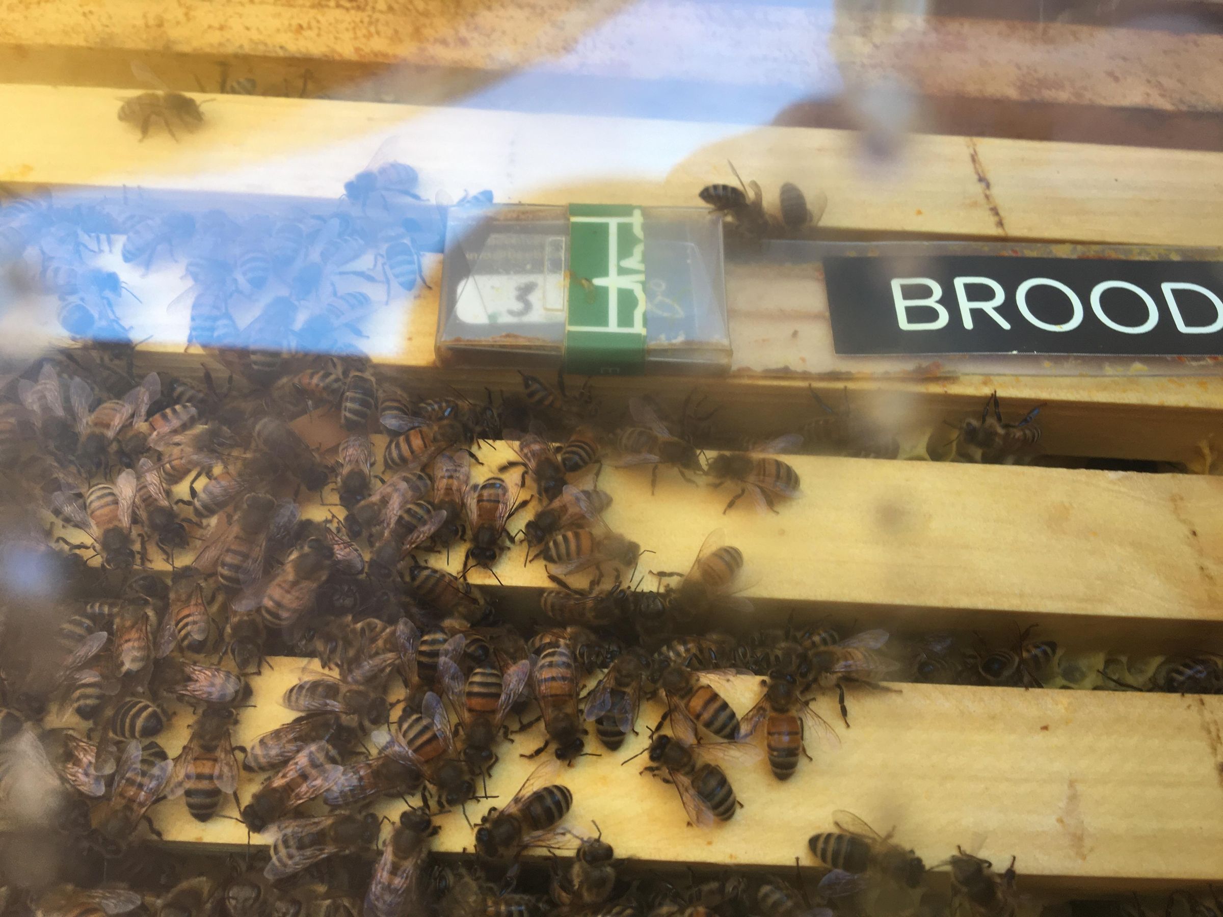 DIY HONEY BEE HIVE OBSERVATION DOME WITH IN HIVE FEEDER : 5 Steps (with ...