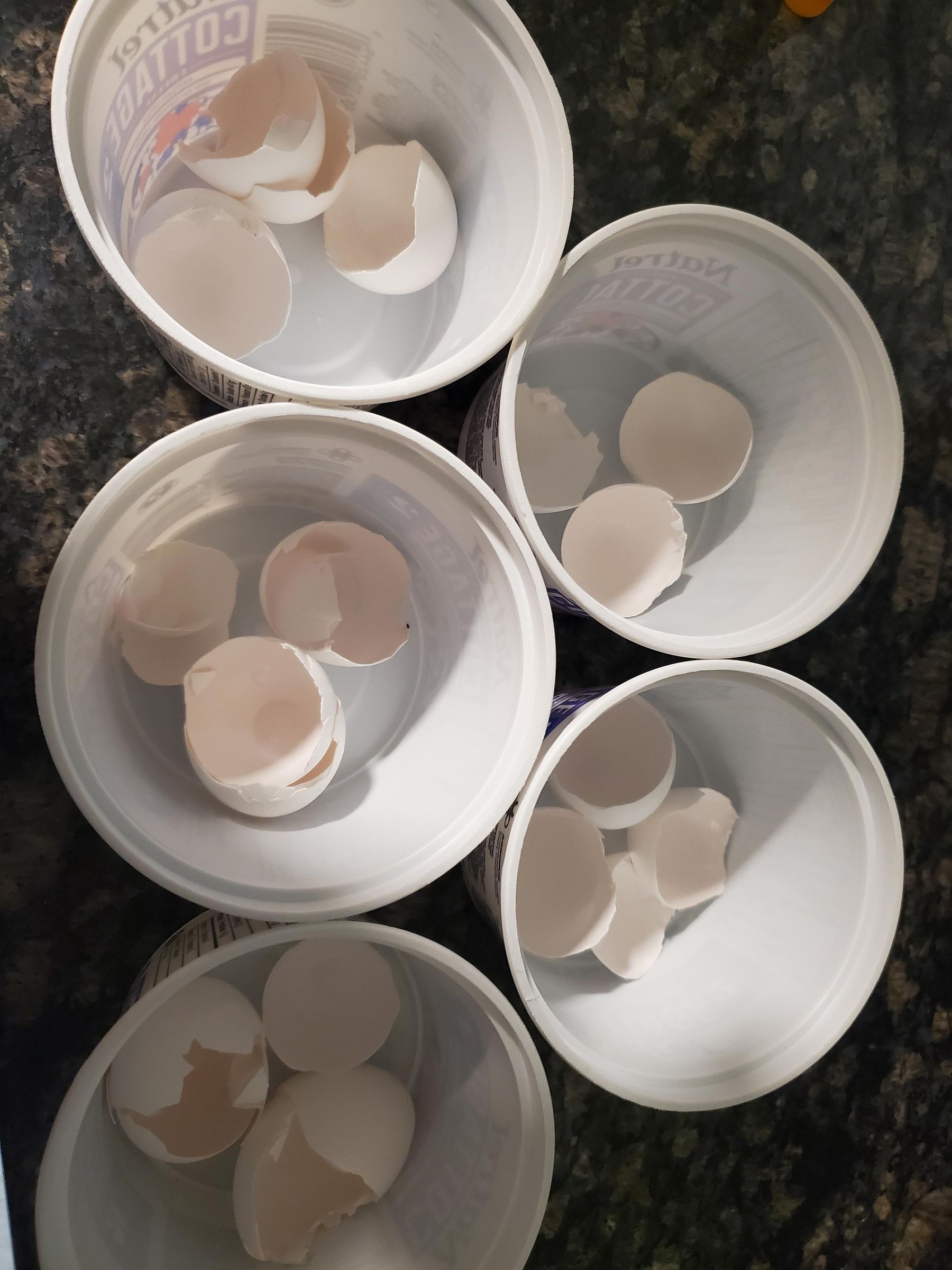 Eggshell Ring : 10 Steps (with Pictures) - Instructables