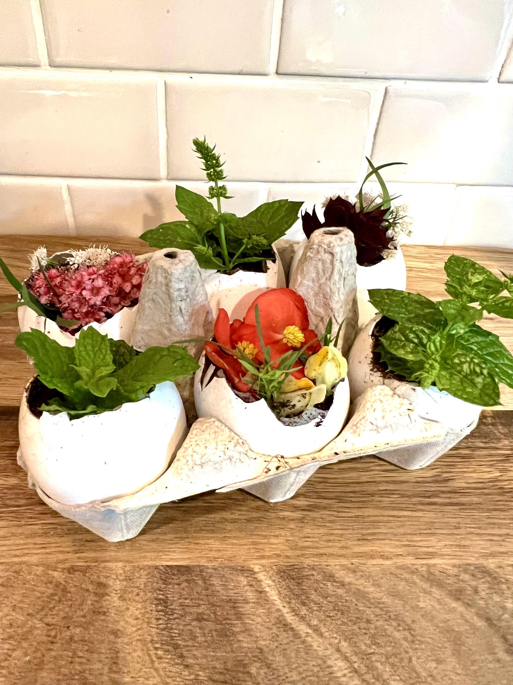 Egg Shell Planters : 5 Steps - Instructables