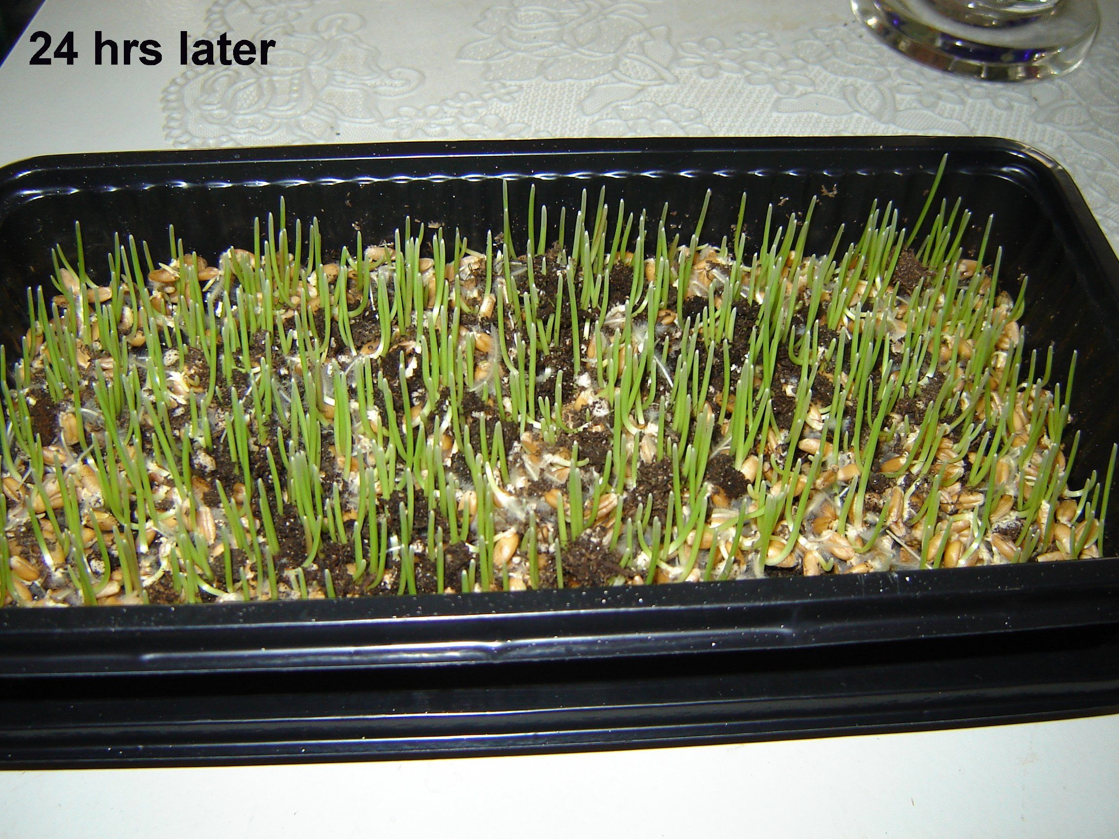 Grow Your Own Wheatgrass : 7 Steps (with Pictures) - Instructables