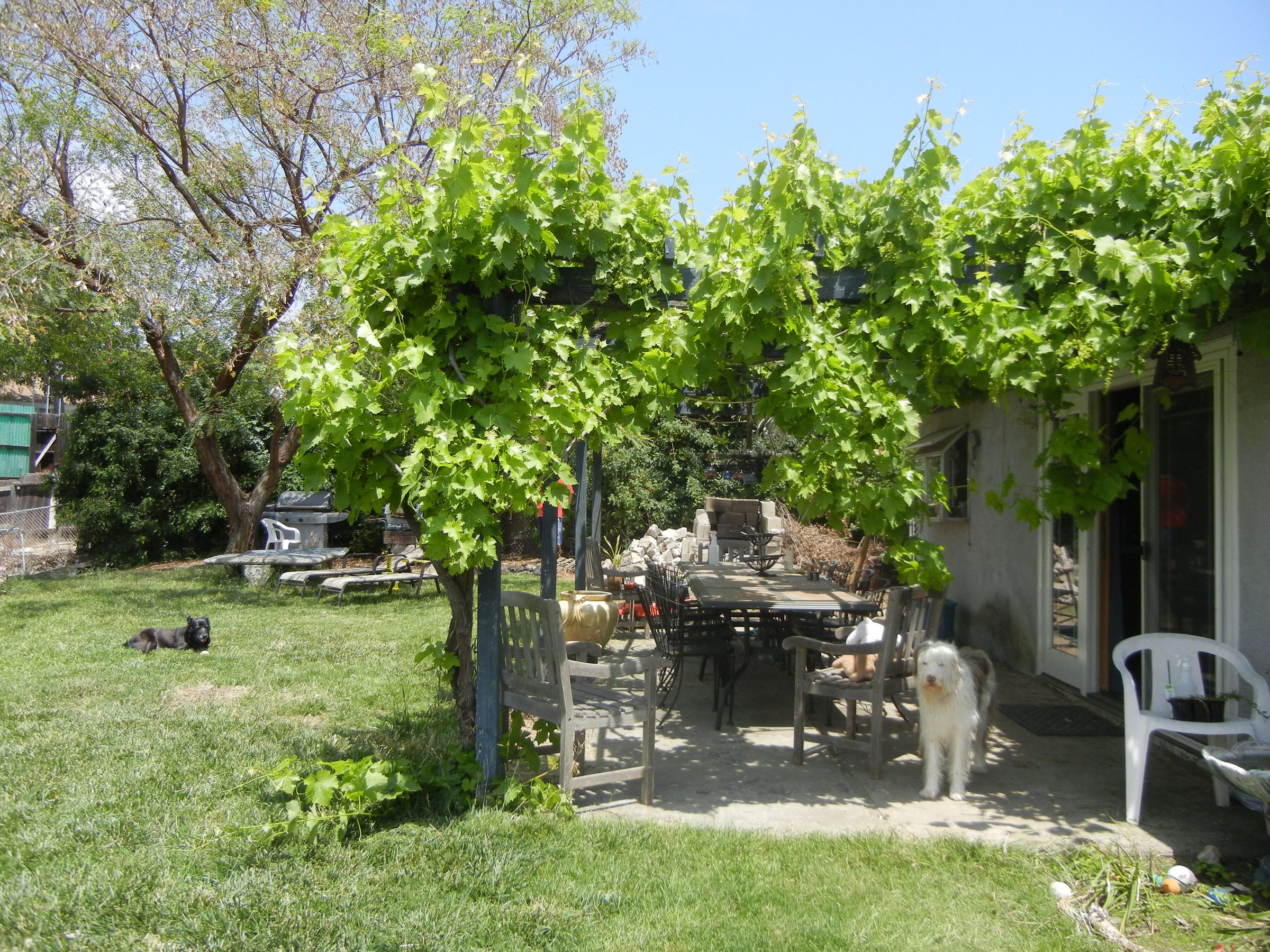 Grapevine Terrace - Instructables