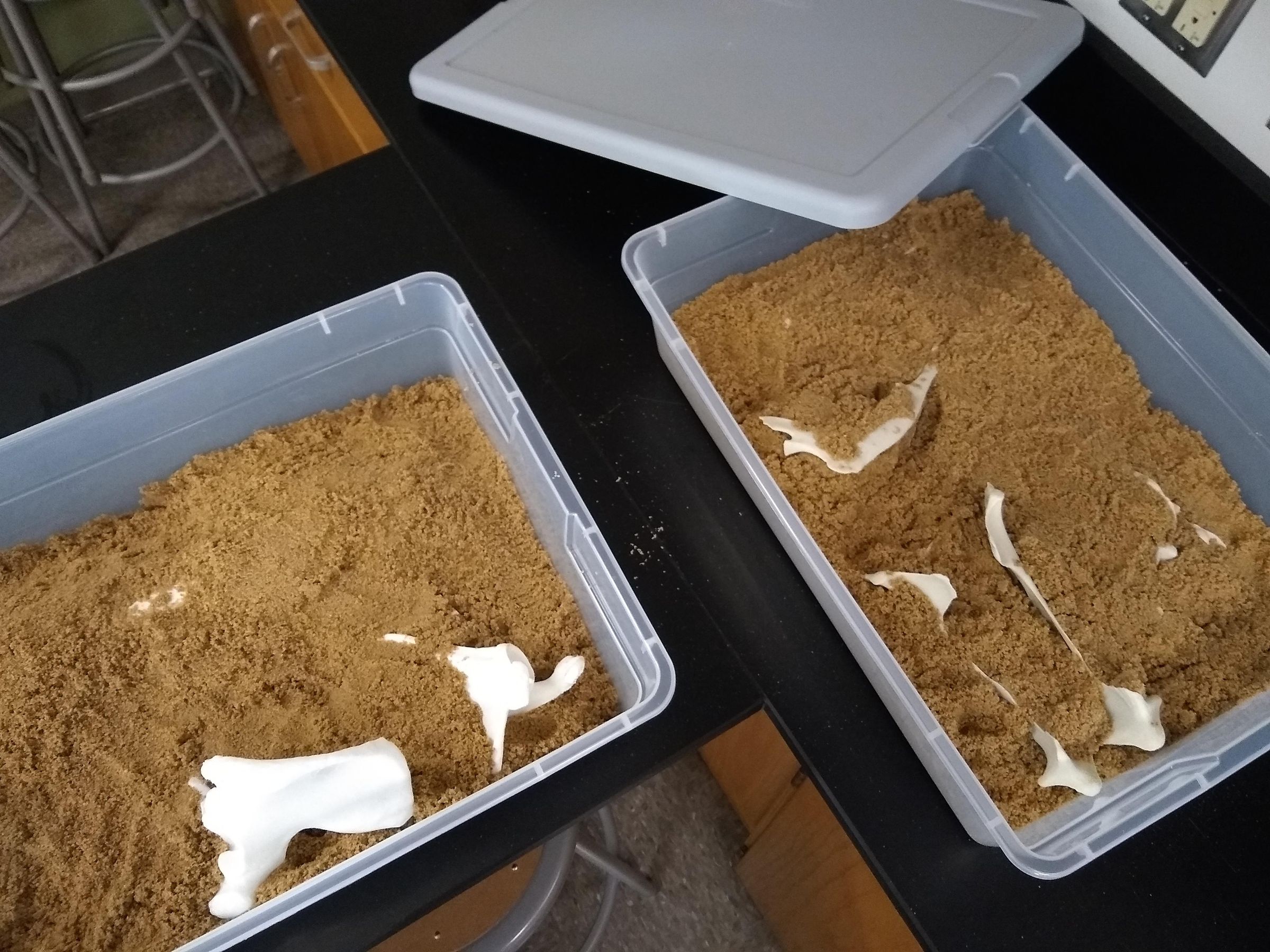 Forensic Anthropology With 3D Printed Bones : 8 Steps (with Pictures ...