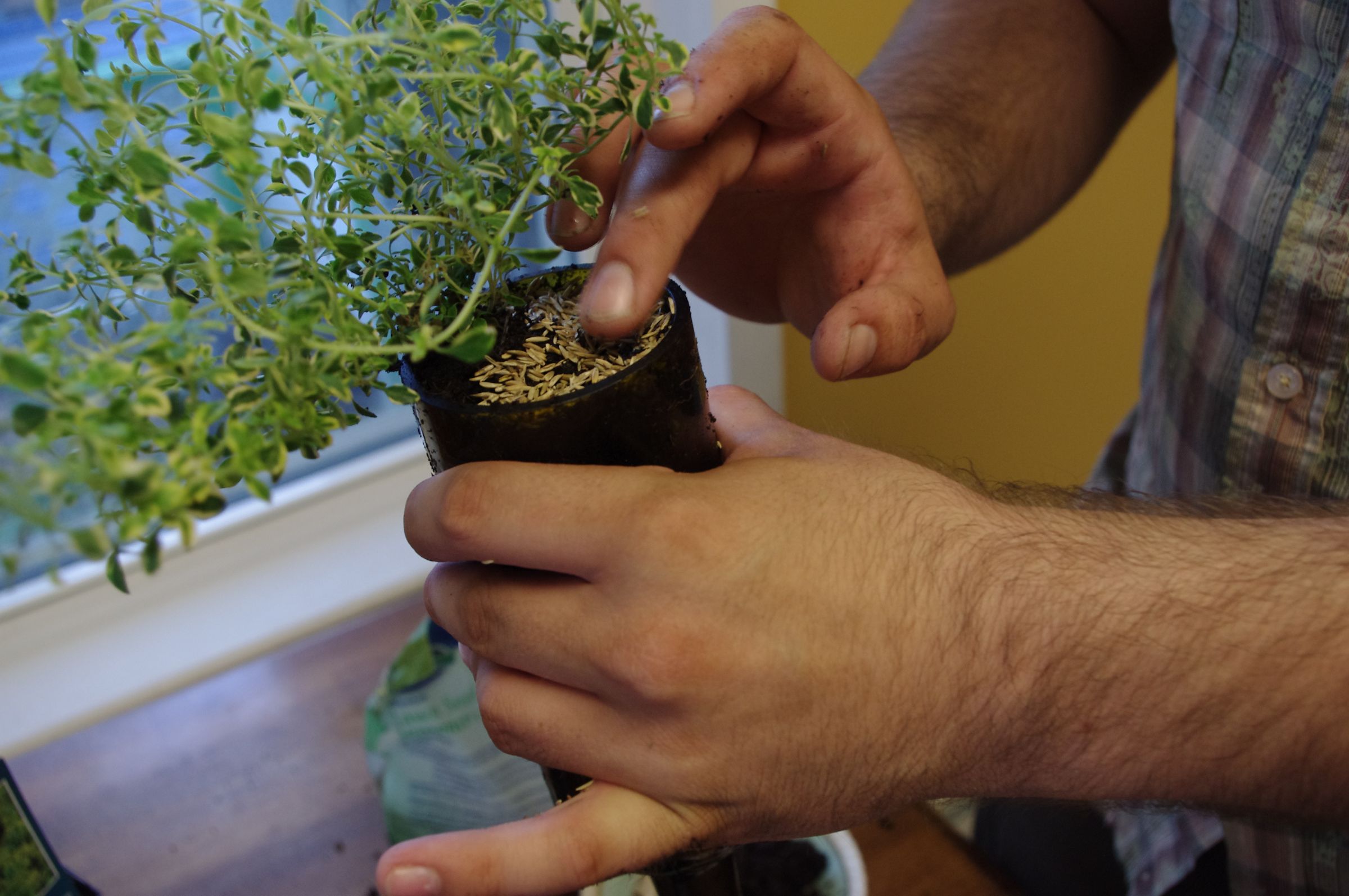 Inverted Wine Bottle Planter : 7 Steps (with Pictures) - Instructables