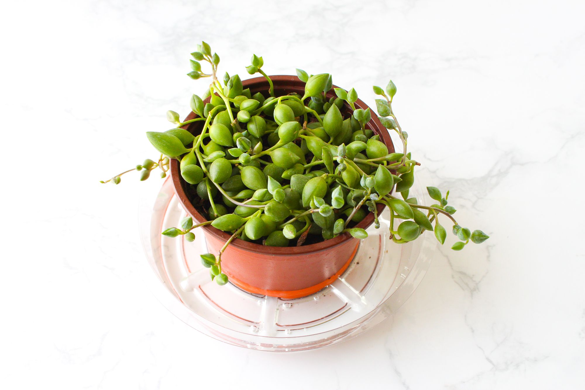 How and When to Water Your Houseplants : 8 Steps (with Pictures ...