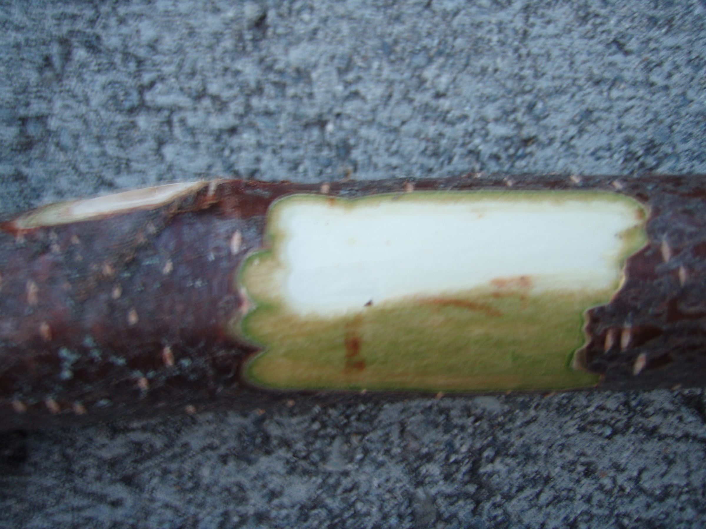 Carve a Staff / Walking Stick : 16 Steps (with Pictures) - Instructables