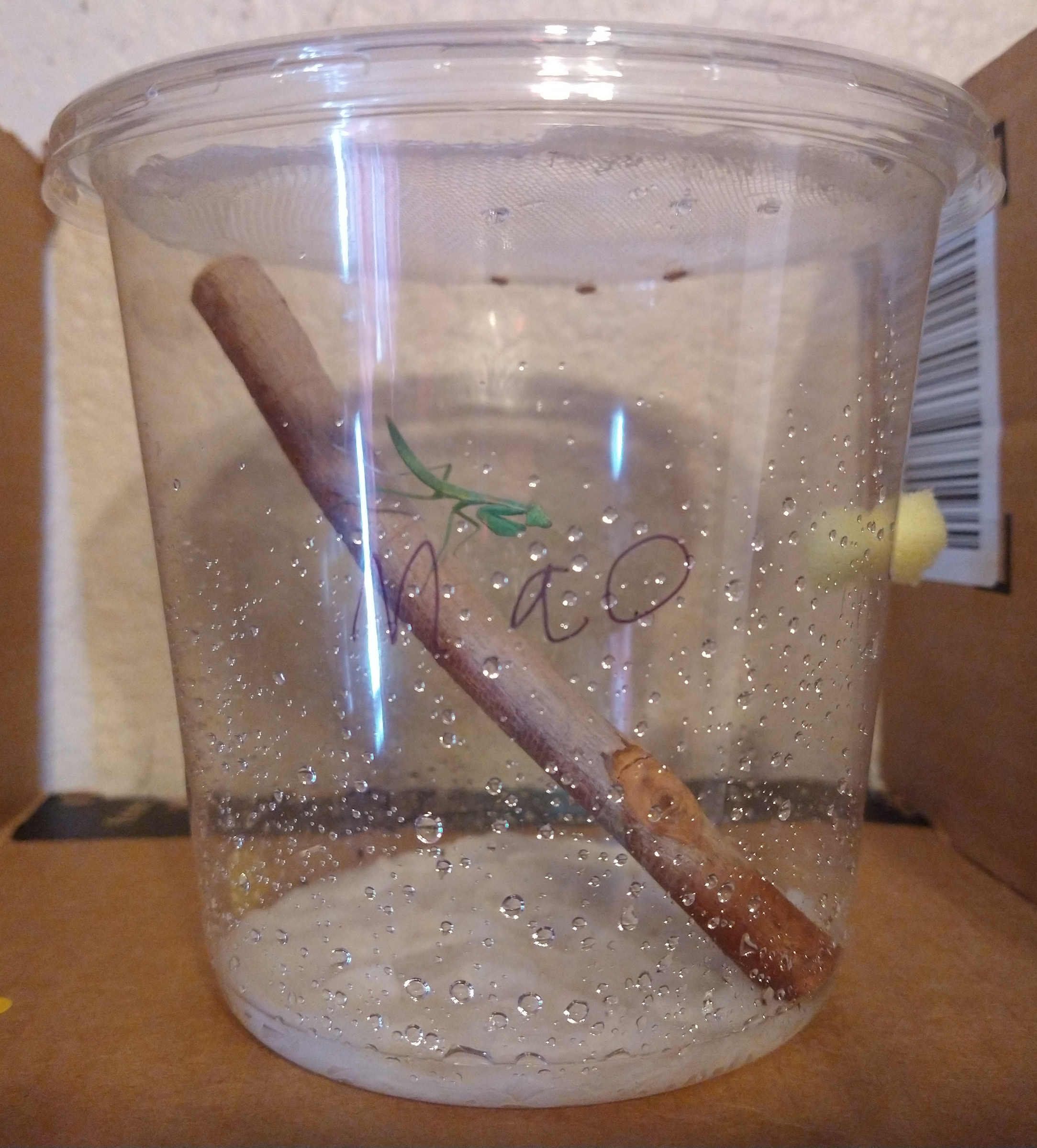 Perfect Praying Mantis Cups : 9 Steps (with Pictures) - Instructables