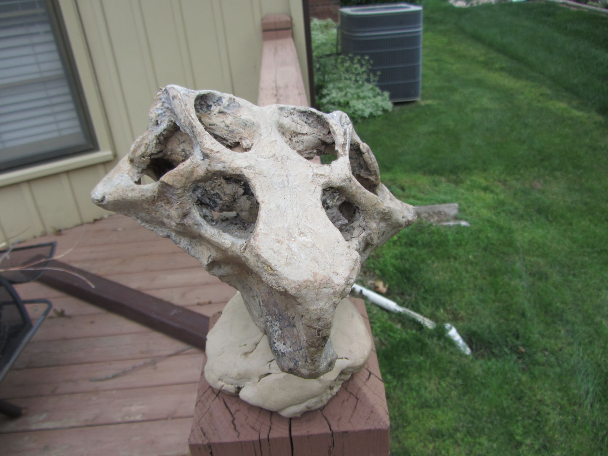 Dinosaur Skeleton From Photos : 5 Steps (with Pictures) - Instructables