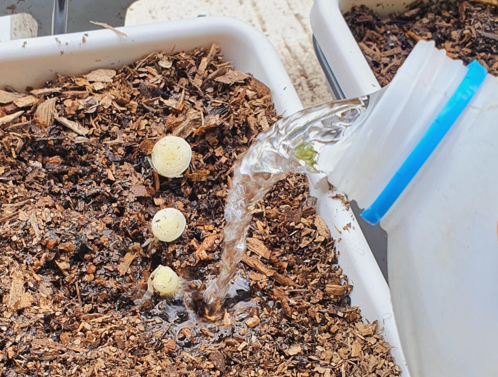 Re-growing Spring Onions : 8 Steps (with Pictures) - Instructables