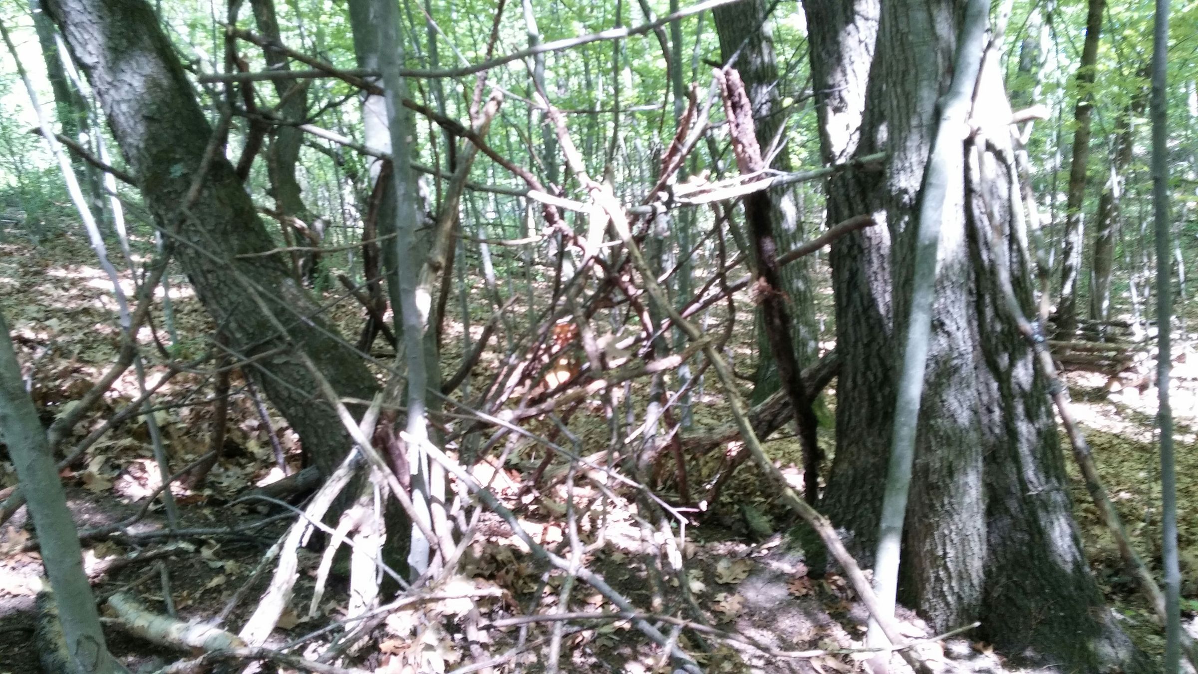 Leaf and Stick Fort : 4 Steps - Instructables