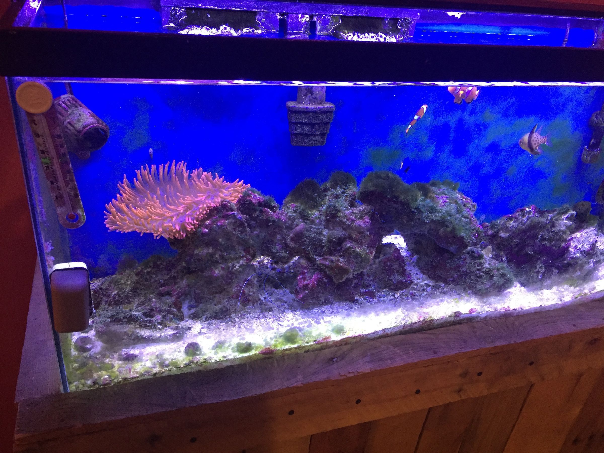 RODI Freshwater Storage Setup : 4 Steps - Instructables