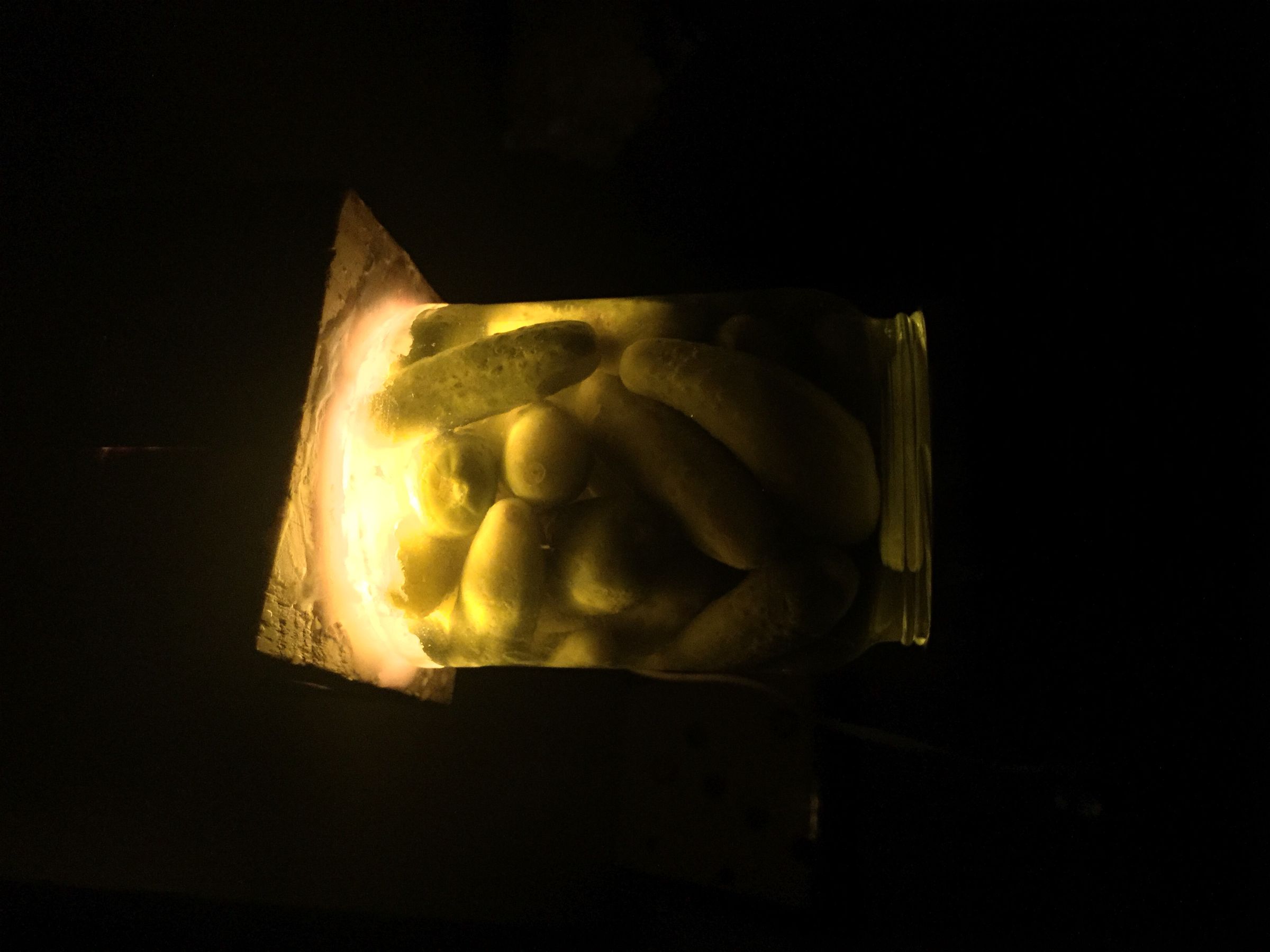 Pickle Lamp : 7 Steps - Instructables
