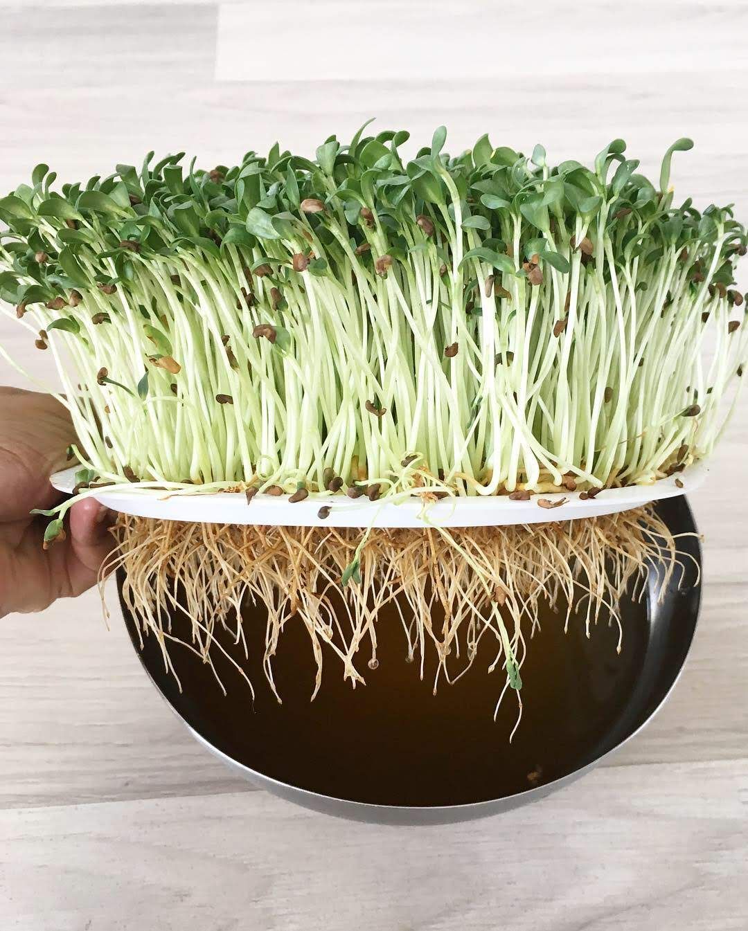 Hydroponic Microgreens Year Round Indoor Garden : 6 Steps (with ...
