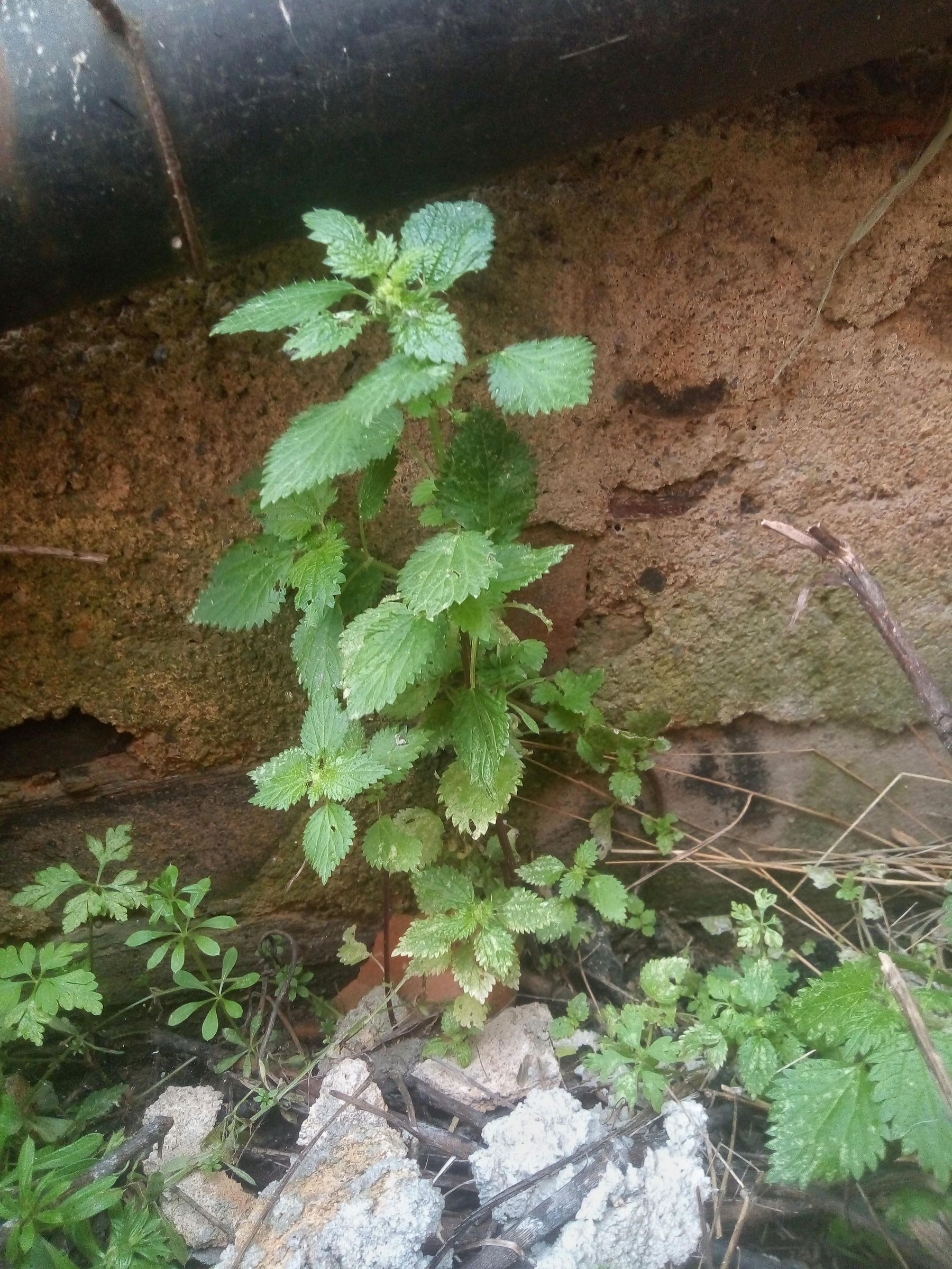 How to Make Rope / String With Natural Plant Fibers : 6 Steps (with ...