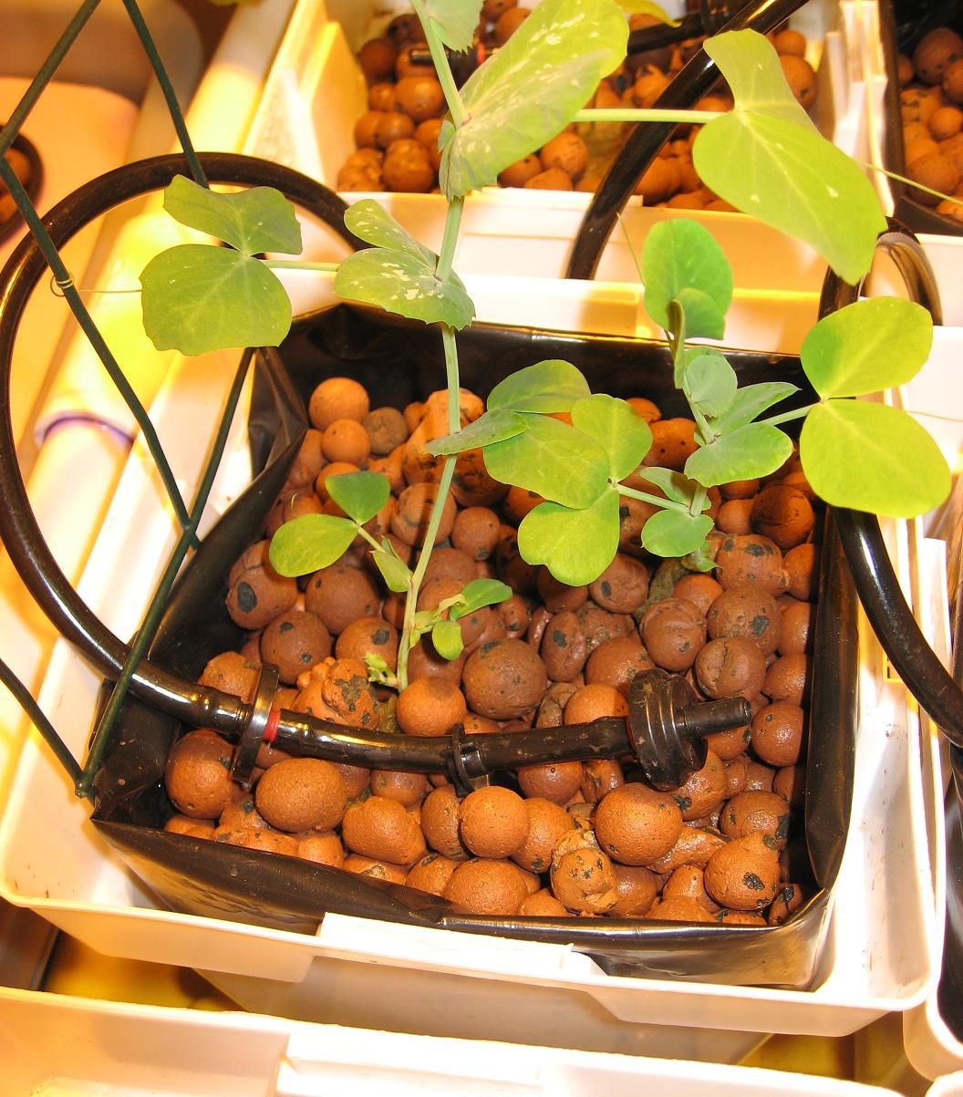Hydroponic Drip Garden for Vegetables, Herbs or Flowers : 16 Steps ...