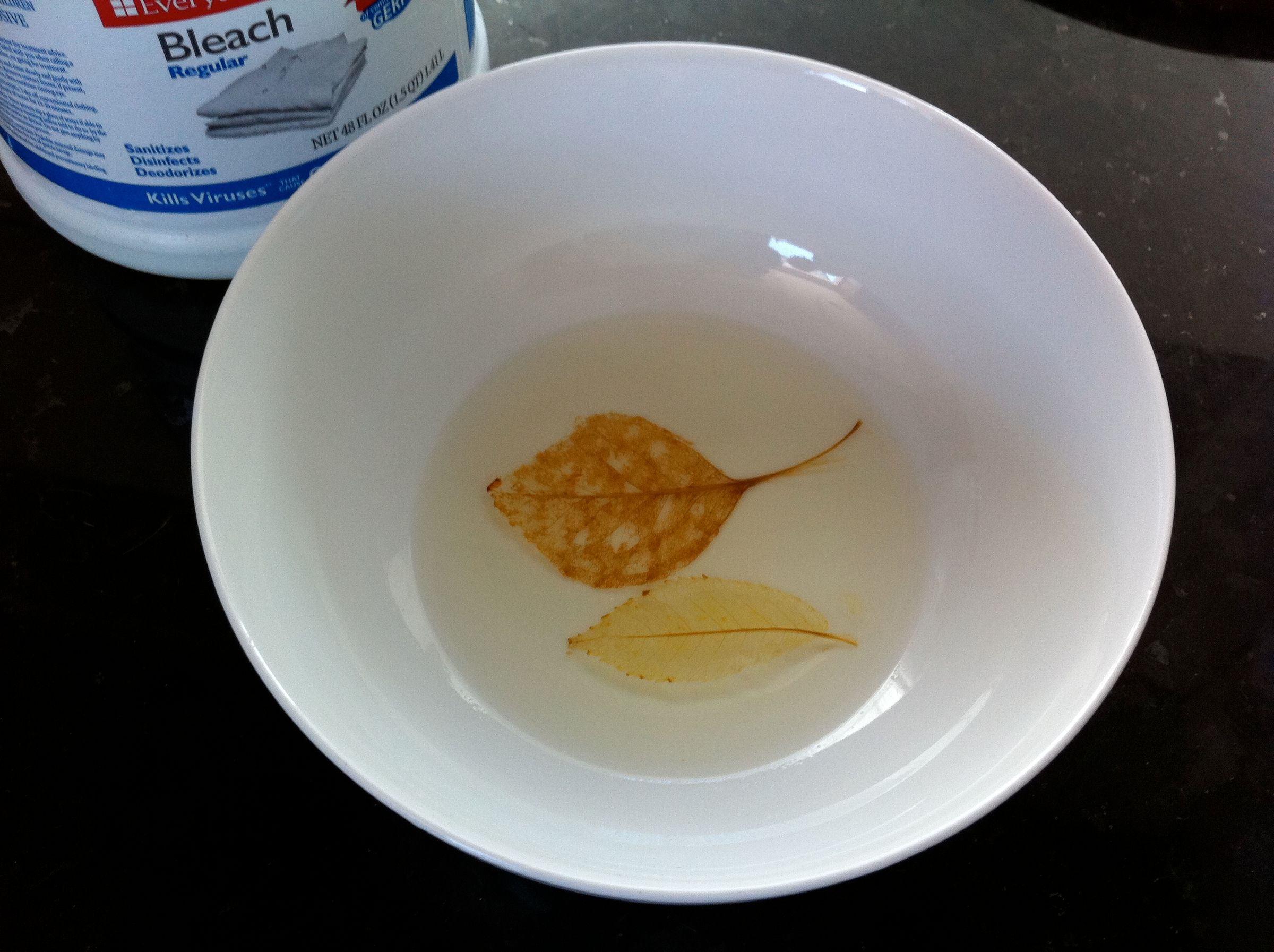 Leaf Skeletonization : 6 Steps (with Pictures) - Instructables