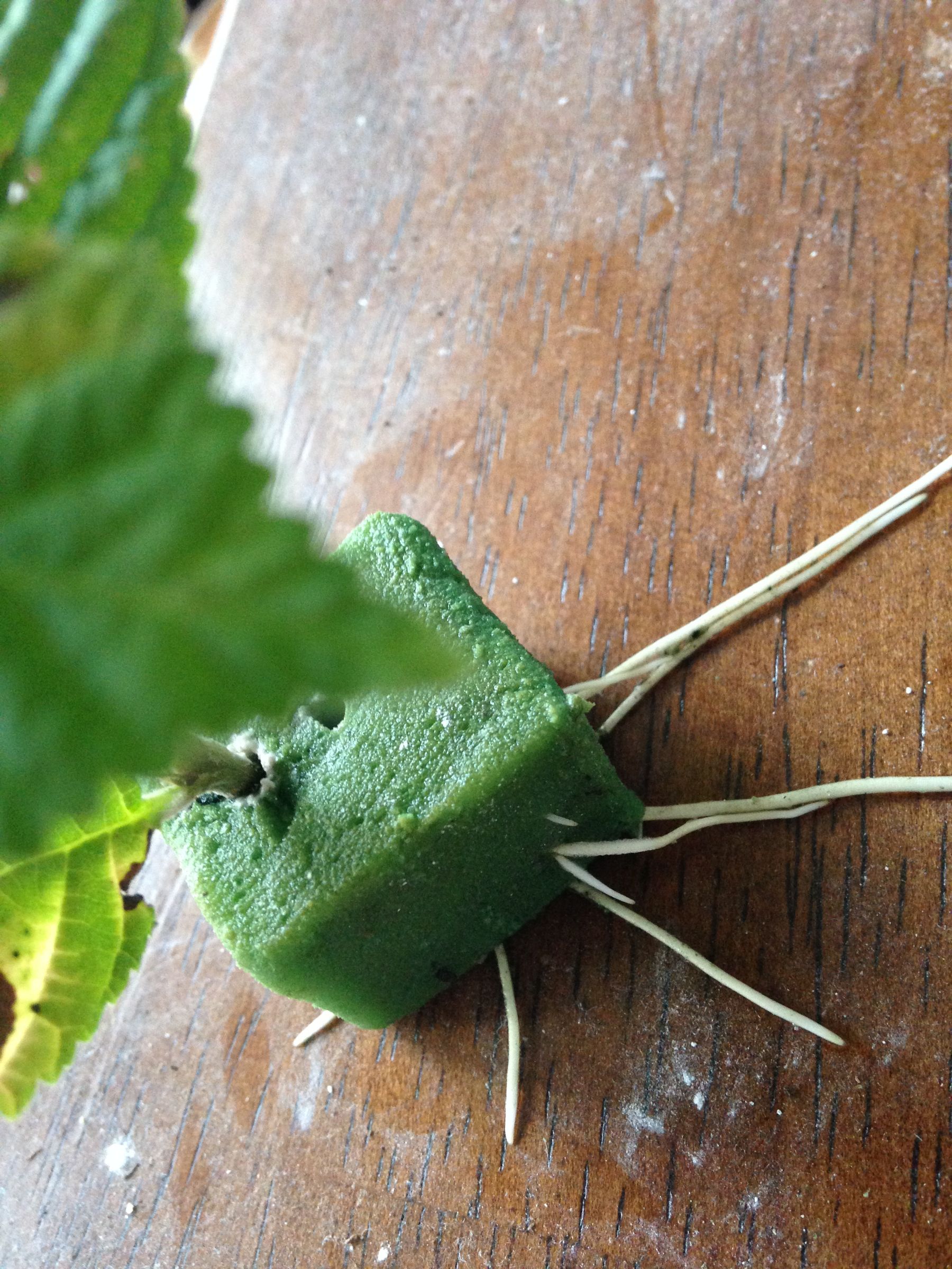 Rooting Cuttings in Florist Wet Foam : 4 Steps (with Pictures ...