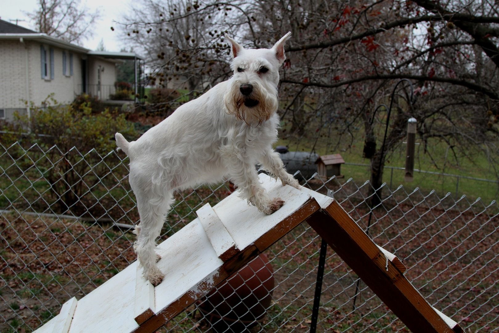 Dog Agility "A" Frame : 5 Steps (with Pictures) - Instructables