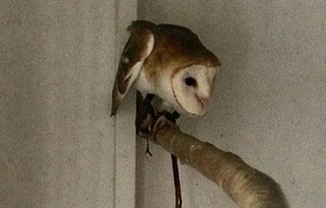 How to Build a Barn Owl Box : 4 Steps - Instructables