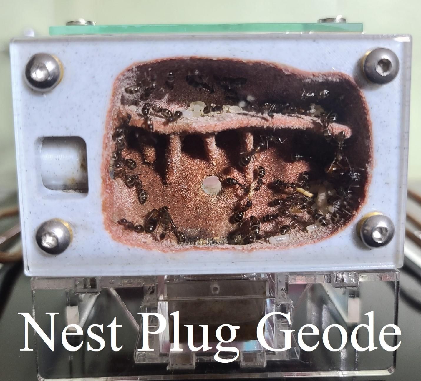 Small Modular Formicarium (Ant Farm) : 16 Steps (with Pictures ...