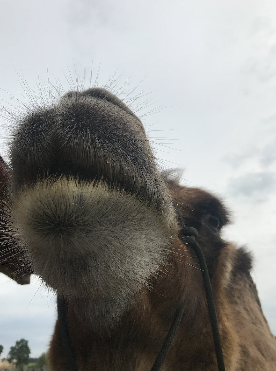 How to Befriend a Camel : 7 Steps - Instructables