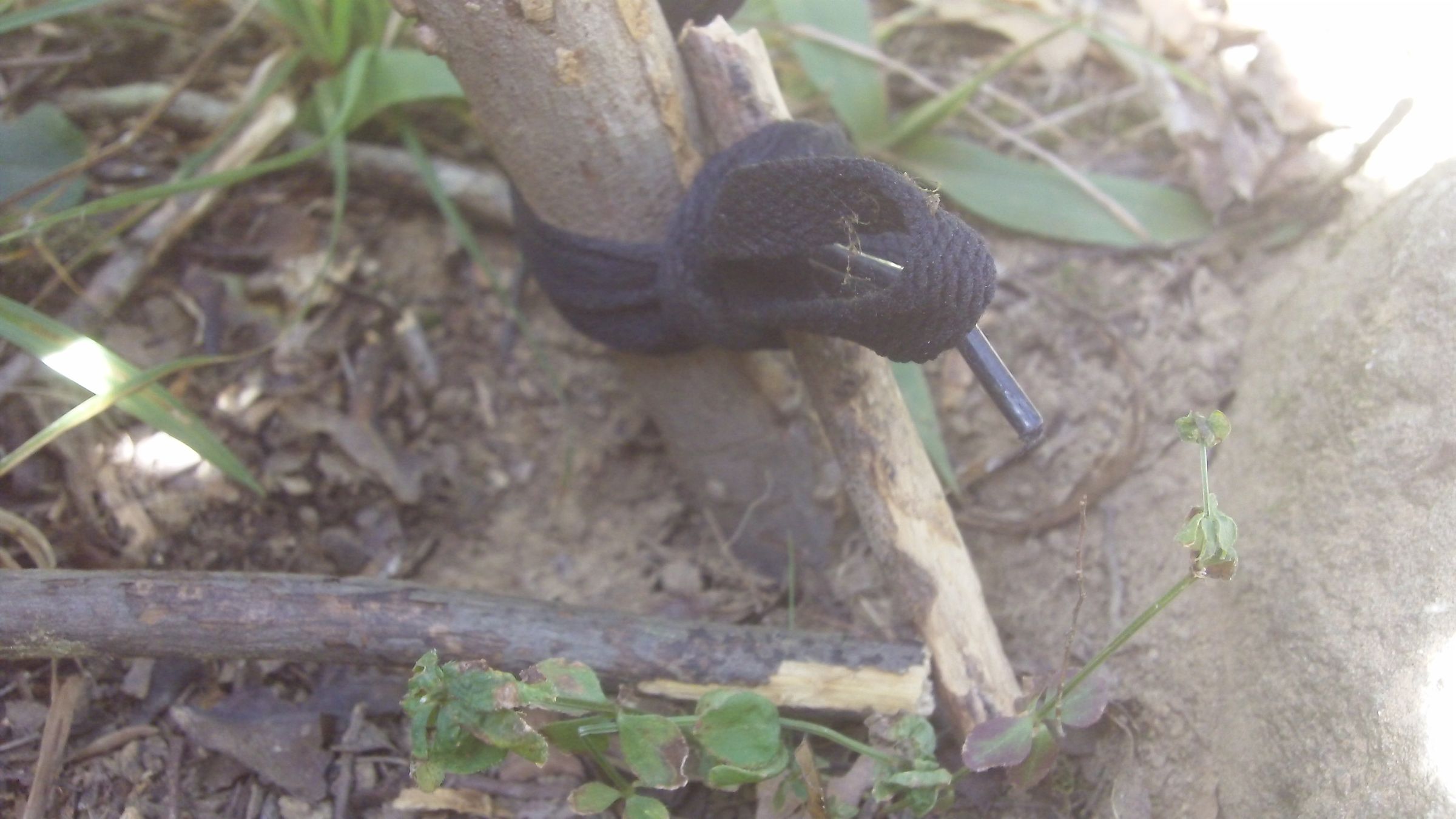 Paiute Deadfall Trap : 6 Steps - Instructables