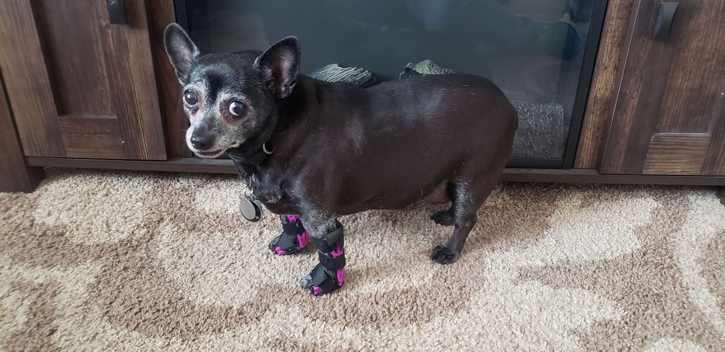 3D Printed Orthotic Shoes for a Tiny Dog : 9 Steps (with Pictures ...
