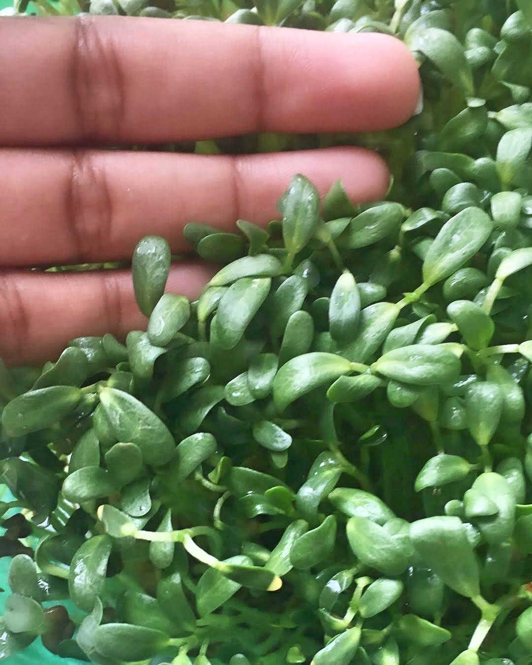 Hydroponic Microgreens Year Round Indoor Garden : 6 Steps (with ...