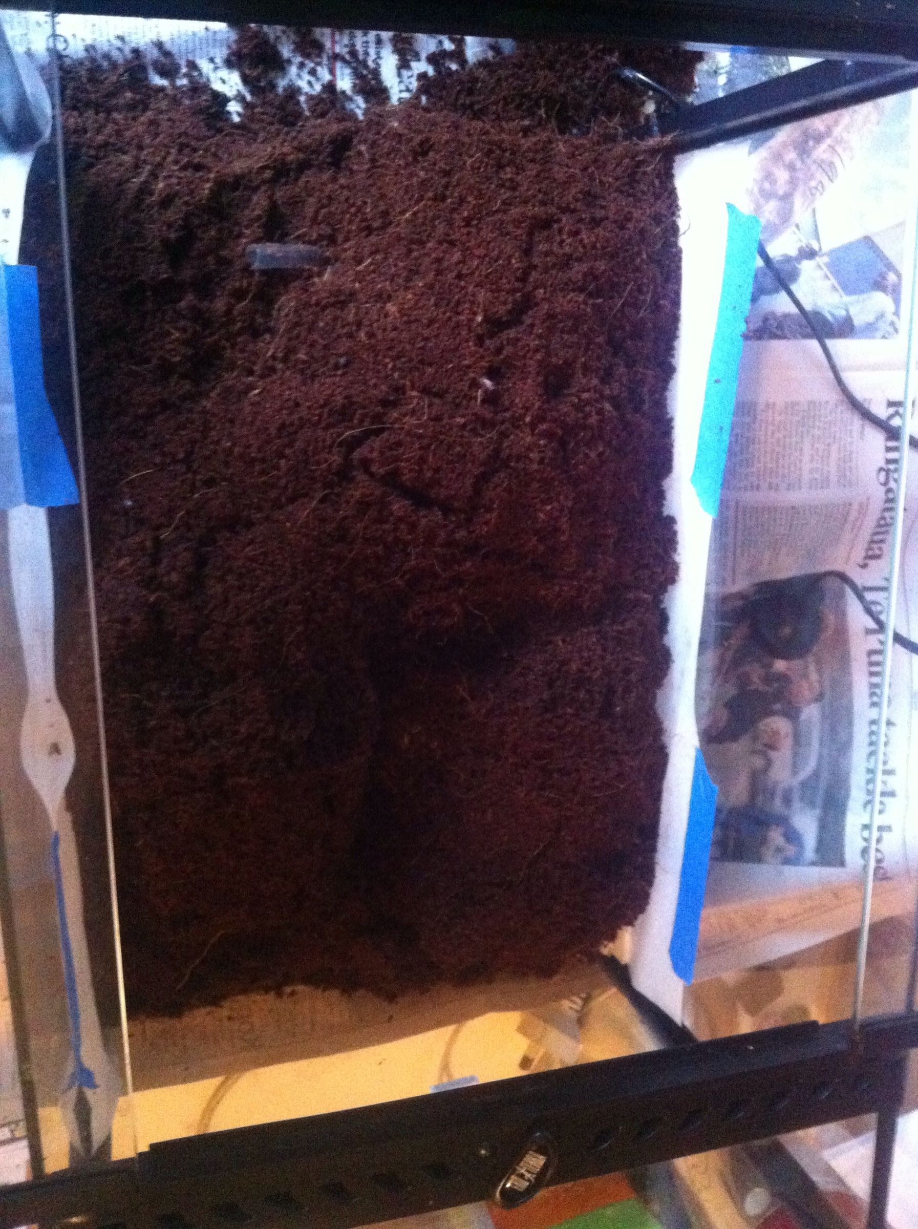 Terrarium/Vivarium Setup : 8 Steps (with Pictures) - Instructables