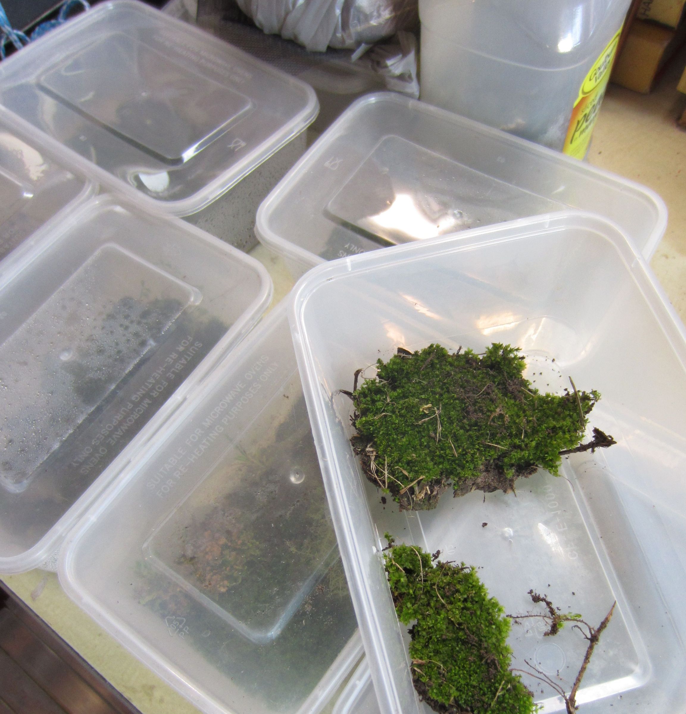 The Basics of Closed Jar Terrariums : 5 Steps (with Pictures ...