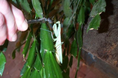 How to Feed Your Praying Mantis : 4 Steps - Instructables