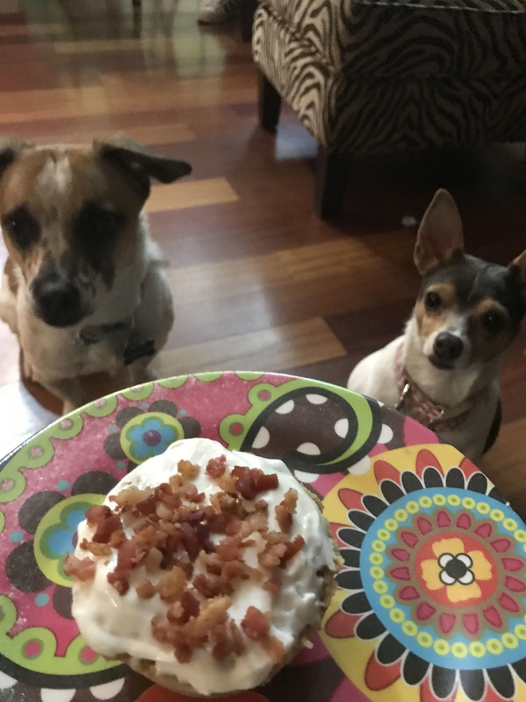 Easy Homemade Dog Cupcakes! By: Madeline Hollekim : 4 Steps (with ...