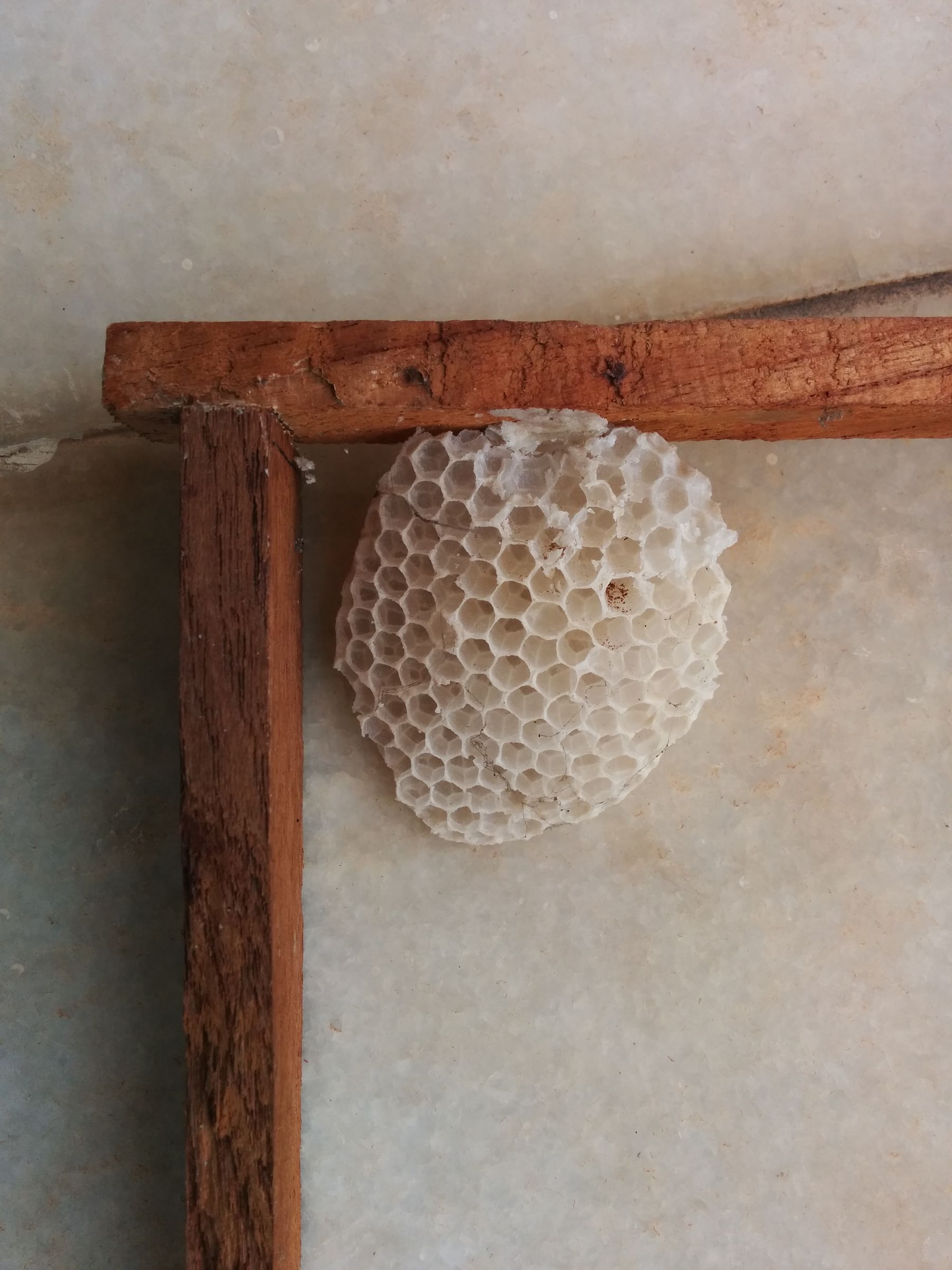 Build a Beekeeper’s Hive (Artificial Hive) : 8 Steps (with Pictures ...