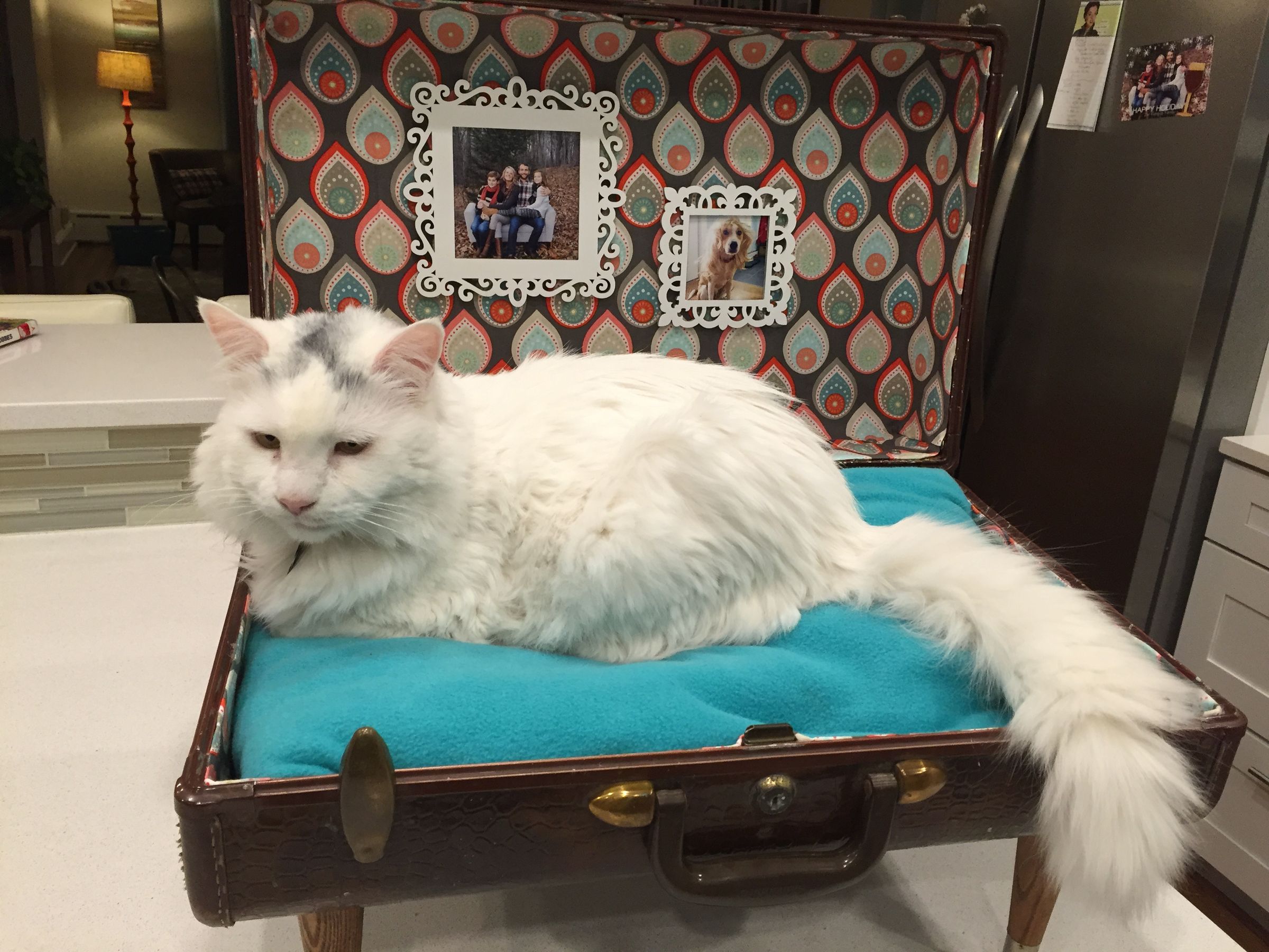 Vintage Suitcase Cat Bed : 6 Steps (with Pictures) - Instructables